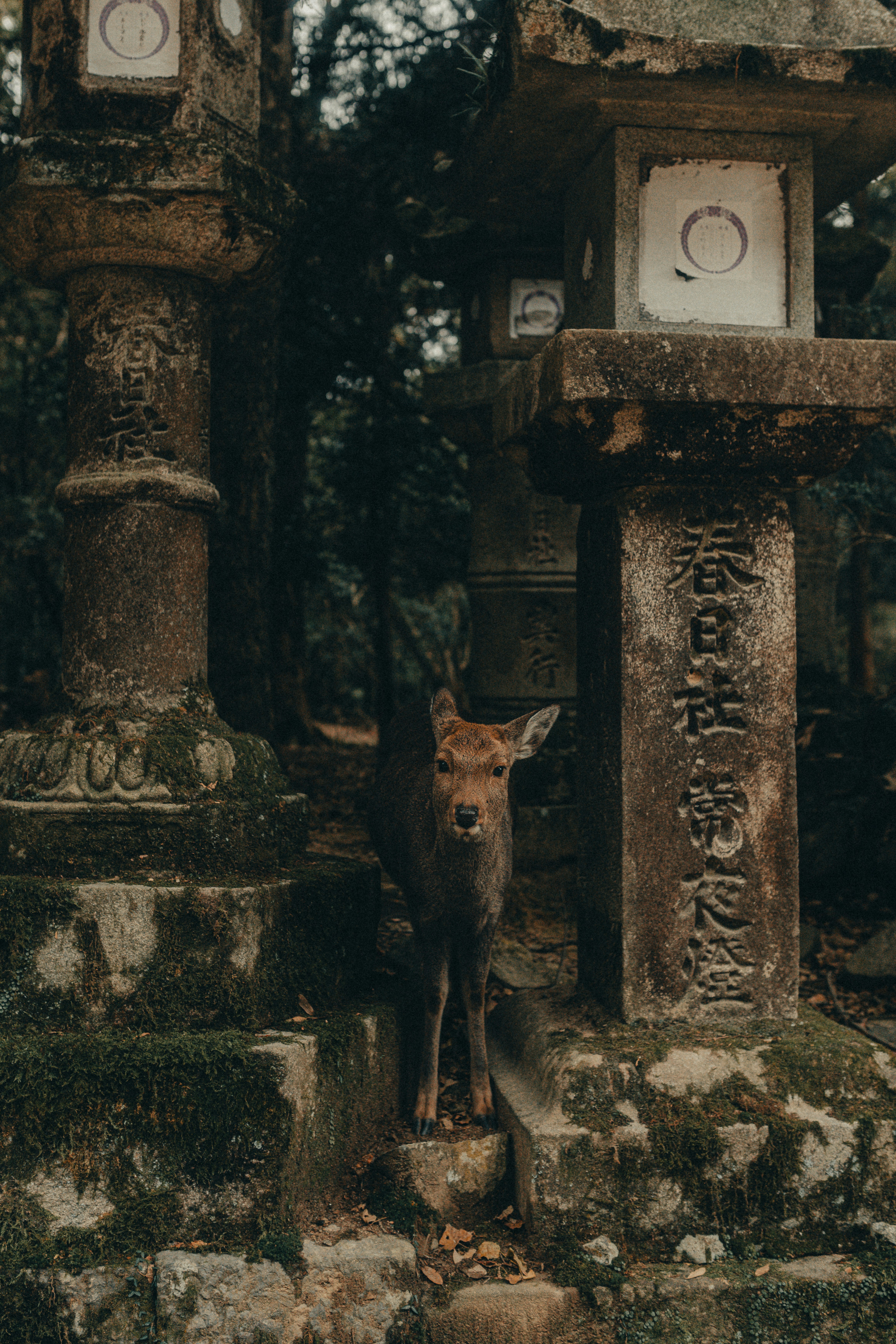 Ig @sir.simo | A deer stands between ancient stone lanterns in a forest.
