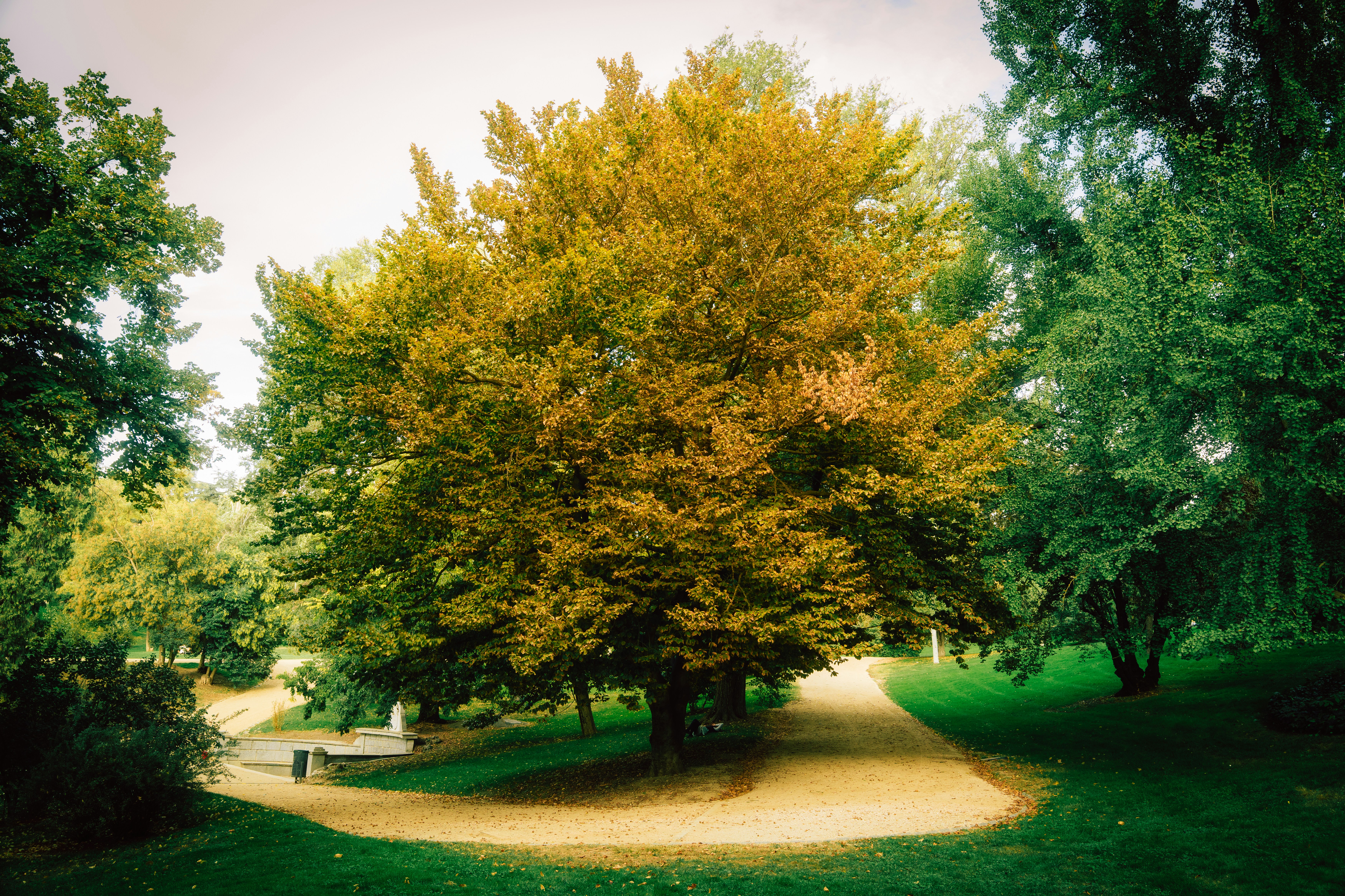 Vibrant autumn trees frame a winding pathway in a serene park setting, inviting exploration. The scene captures the essence of seasonal change.