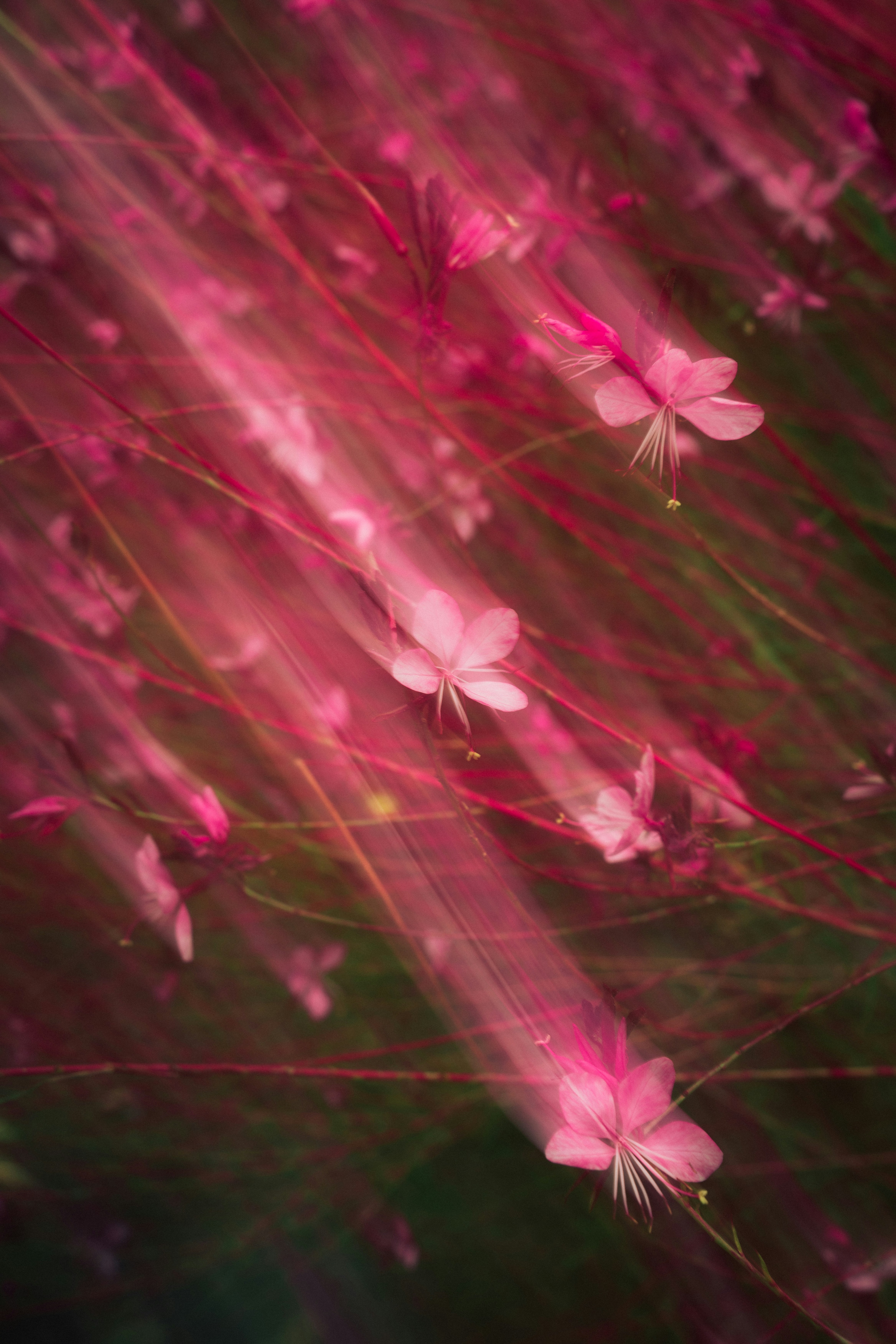 Whispers of Pink Petals in Motion