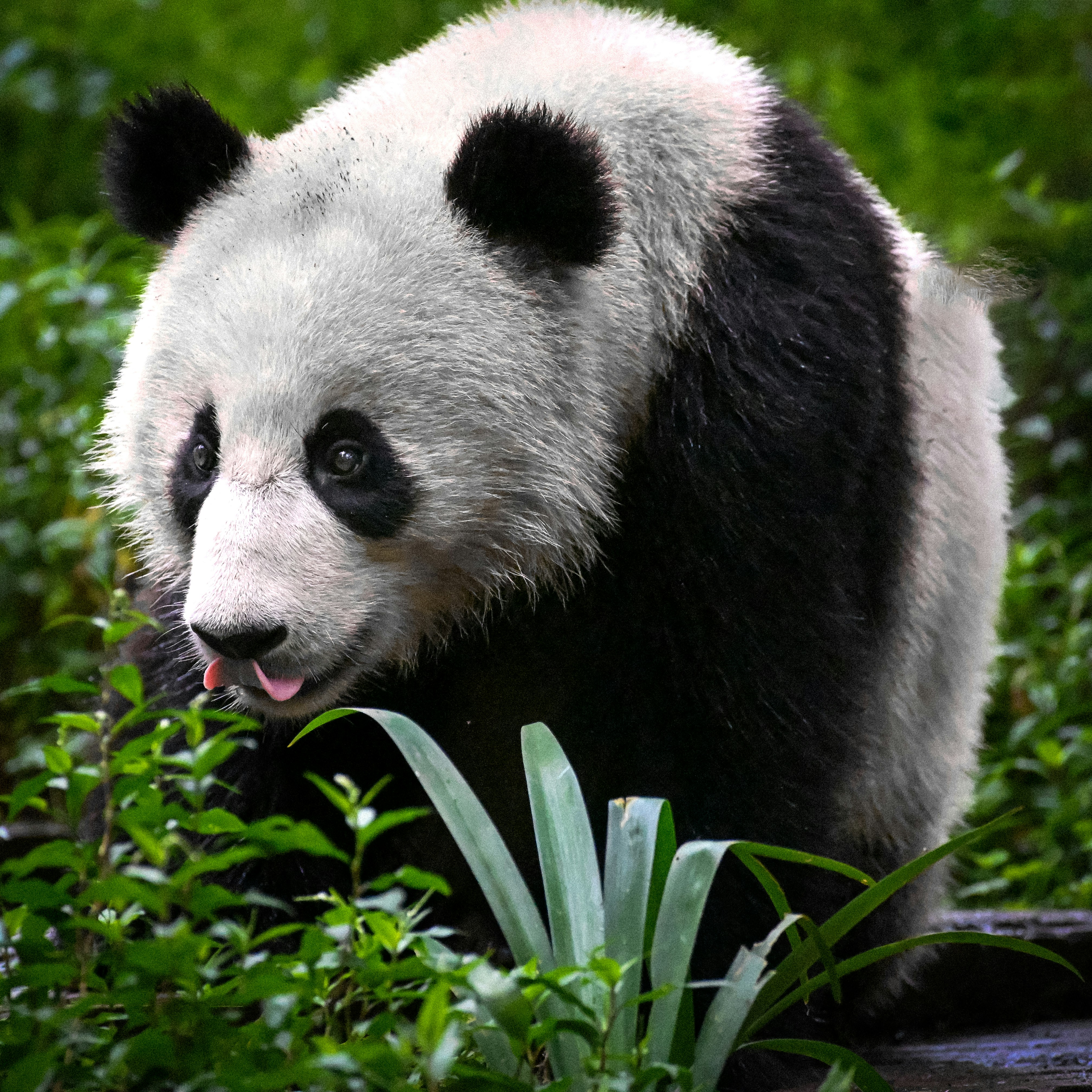 A cute Panda in the Wolong Panda Base in Sichuan Province, China | A giant panda eating green leaves in a forest.