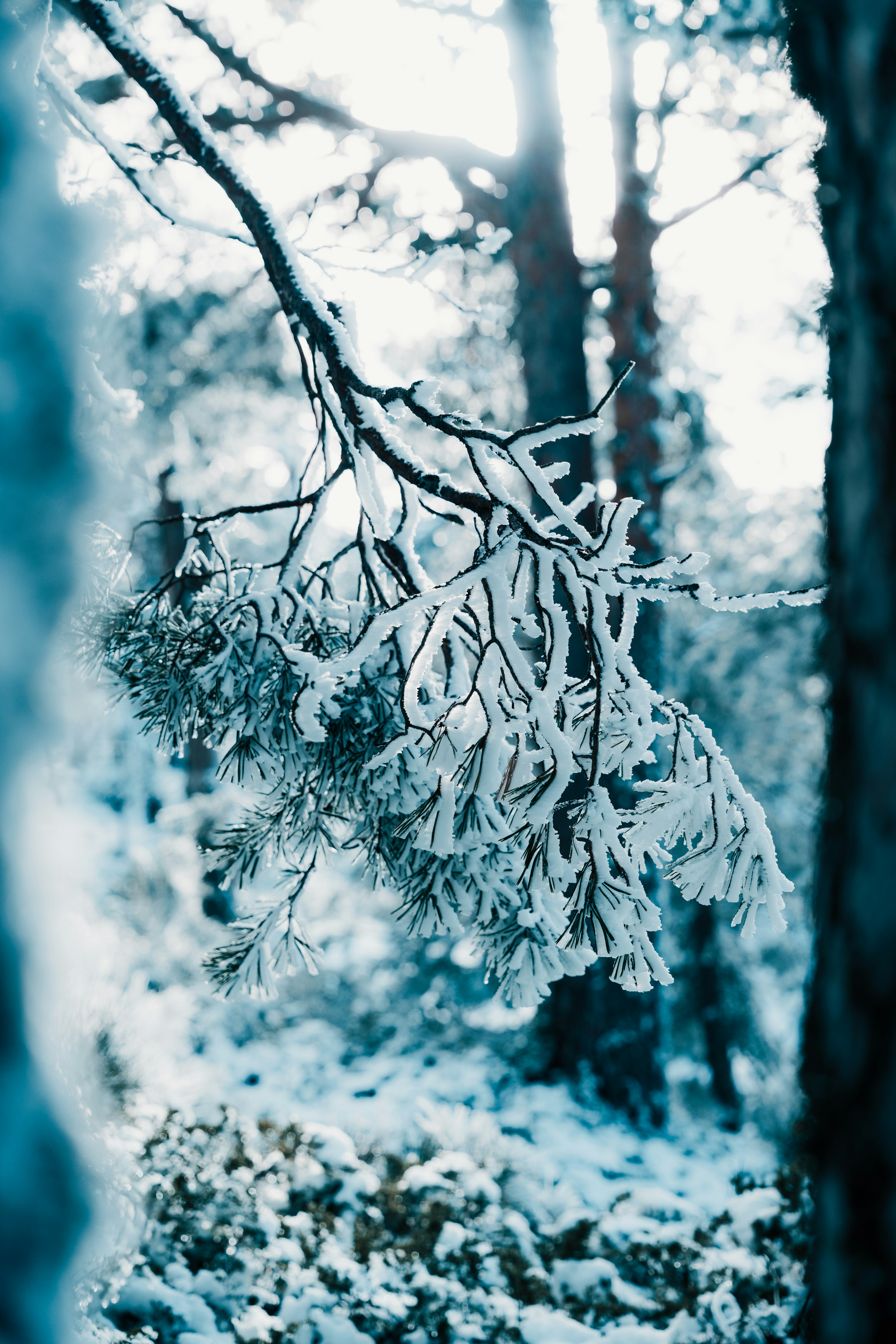 Frosted Whispers of Winter