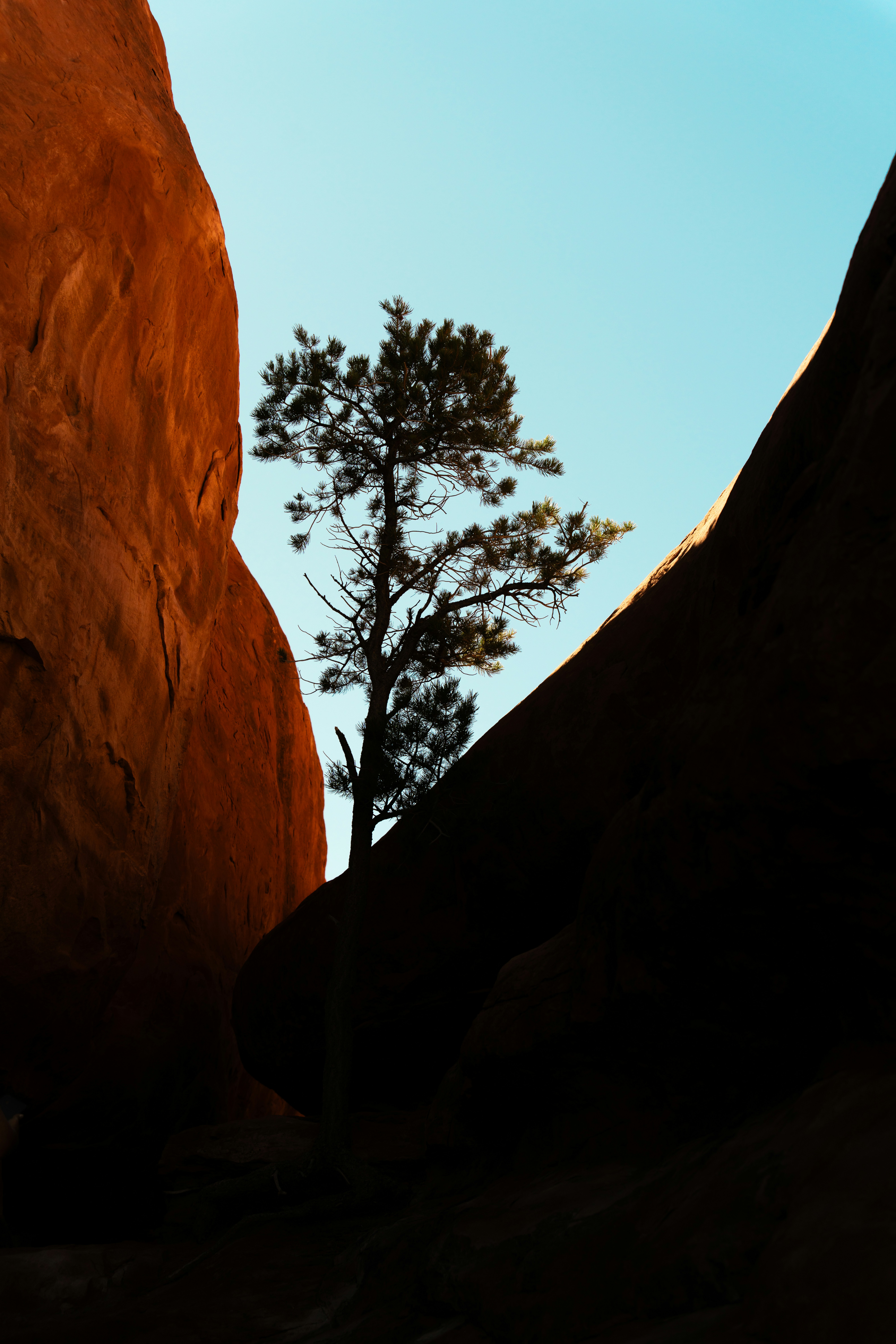 A lone tree stands between red rock formations.
