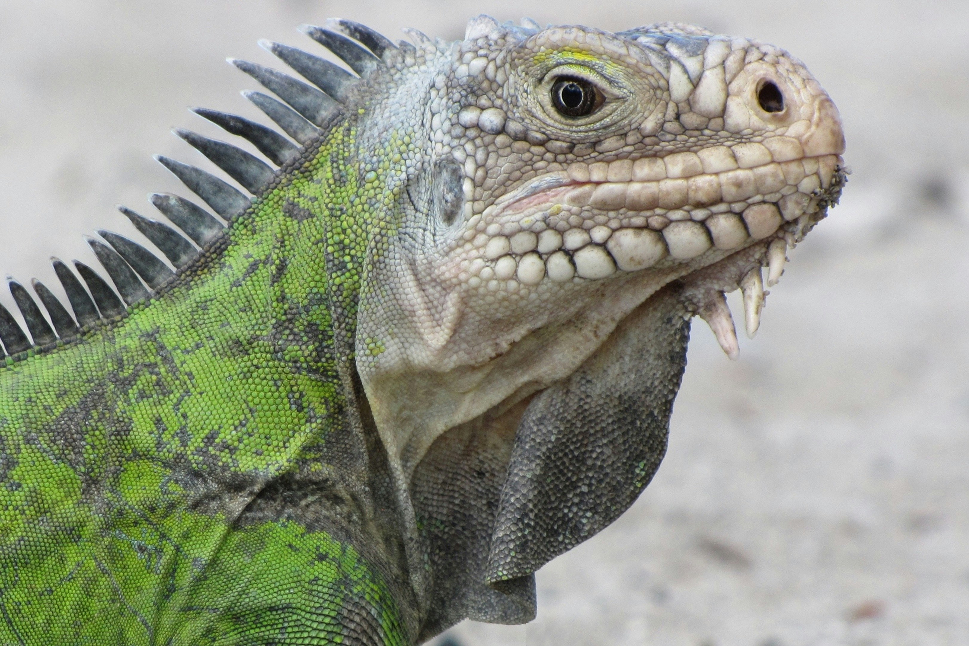 Emerald Guardian: The Iguana's Watchful Gaze
