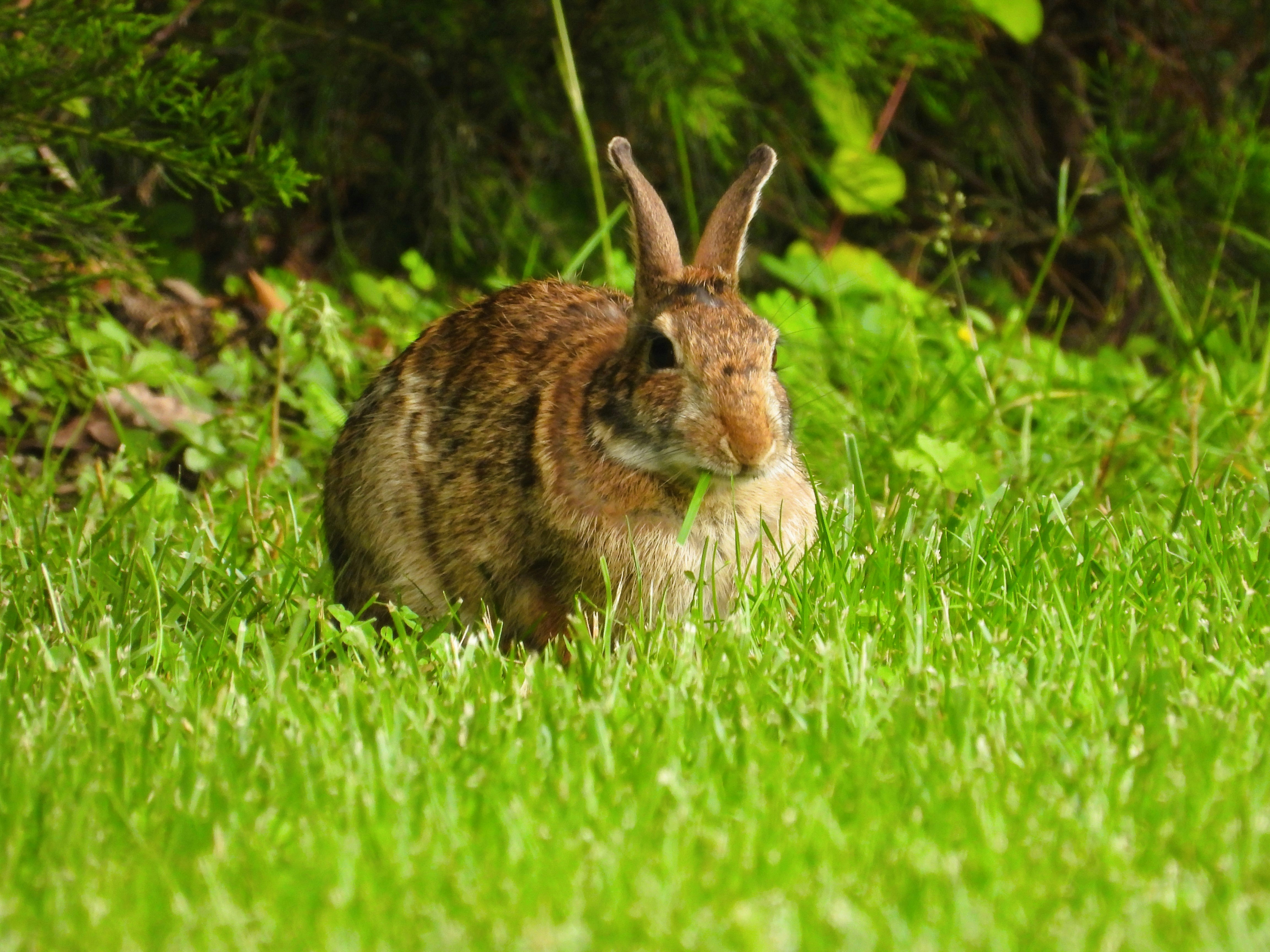 A wildlife Rabbit eating grass | A brown rabbit sits in green grass.