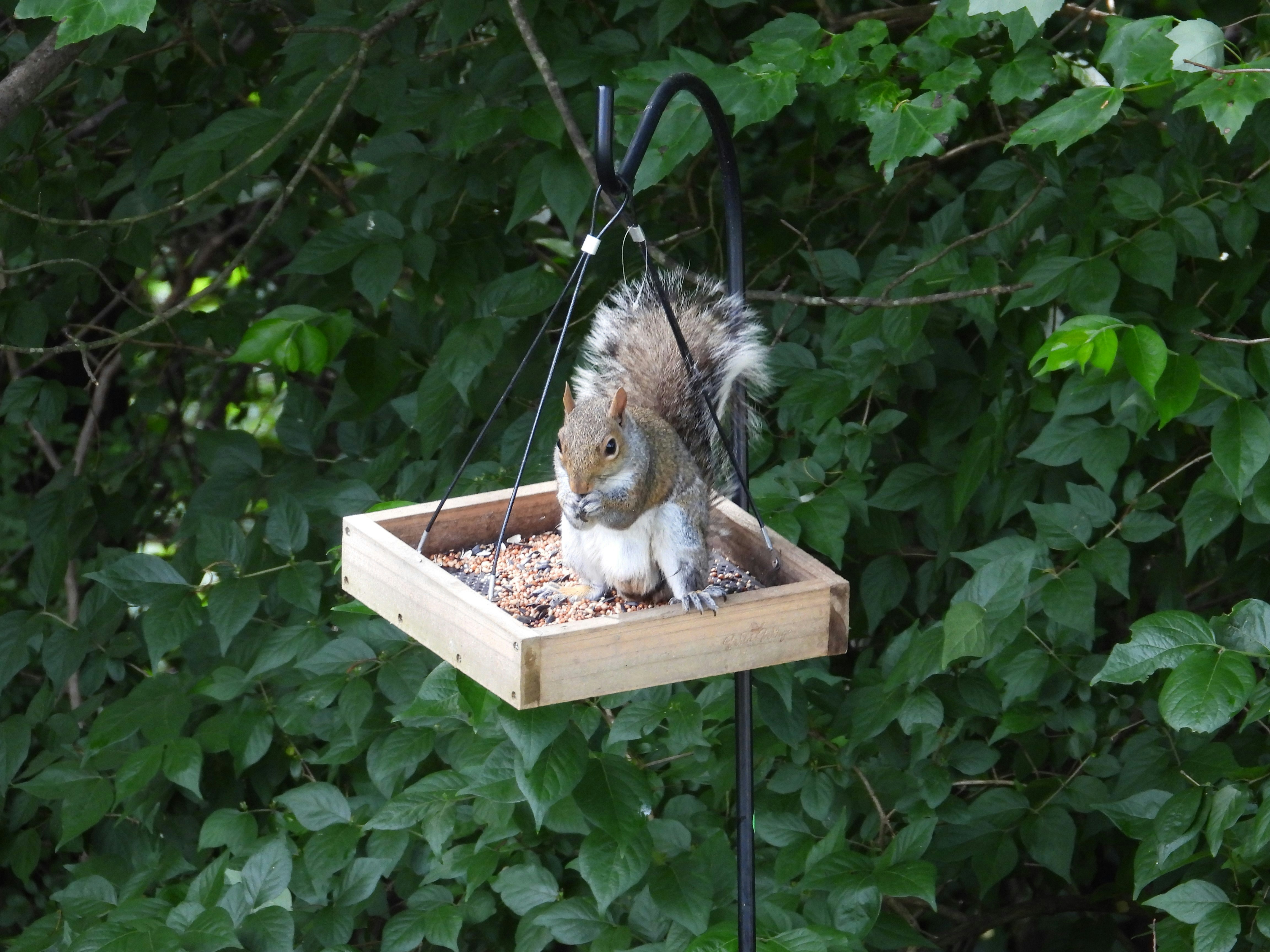 A gray squirrel eating bird feed . | A squirrel eating seeds from a bird feeder.