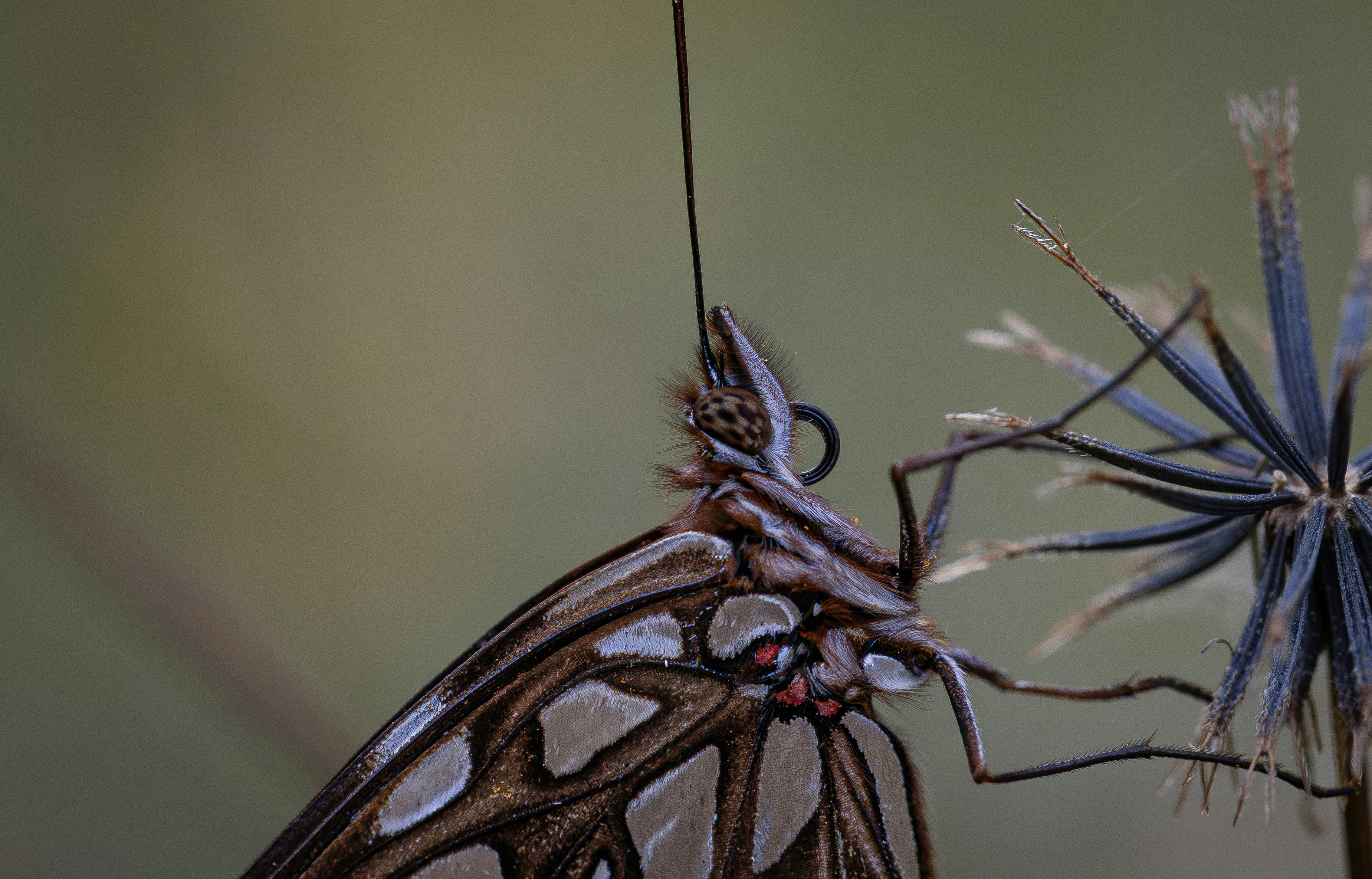 Close-up of a butterfly on a dry plant.