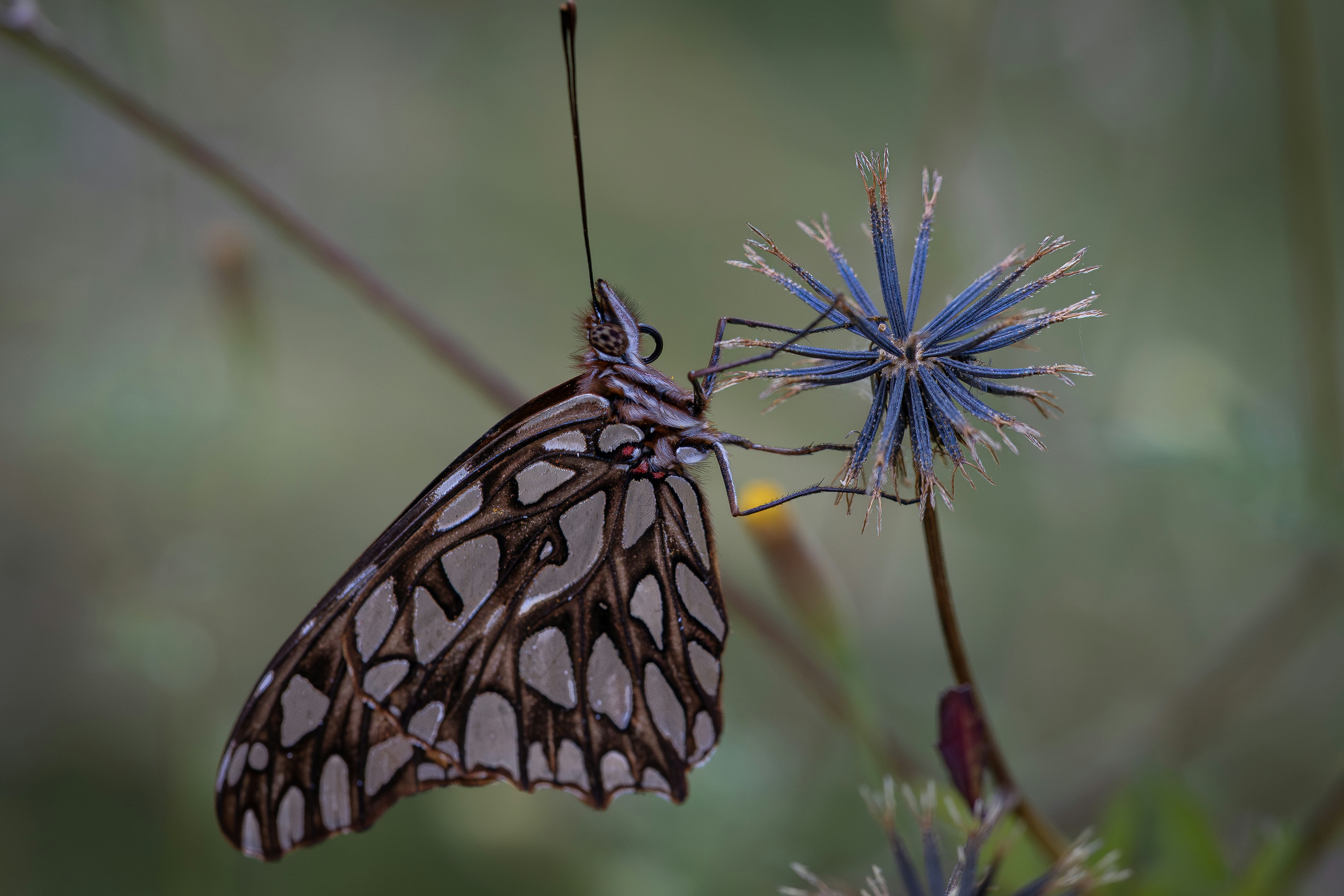 A butterfly rests on a delicate blue flower.
