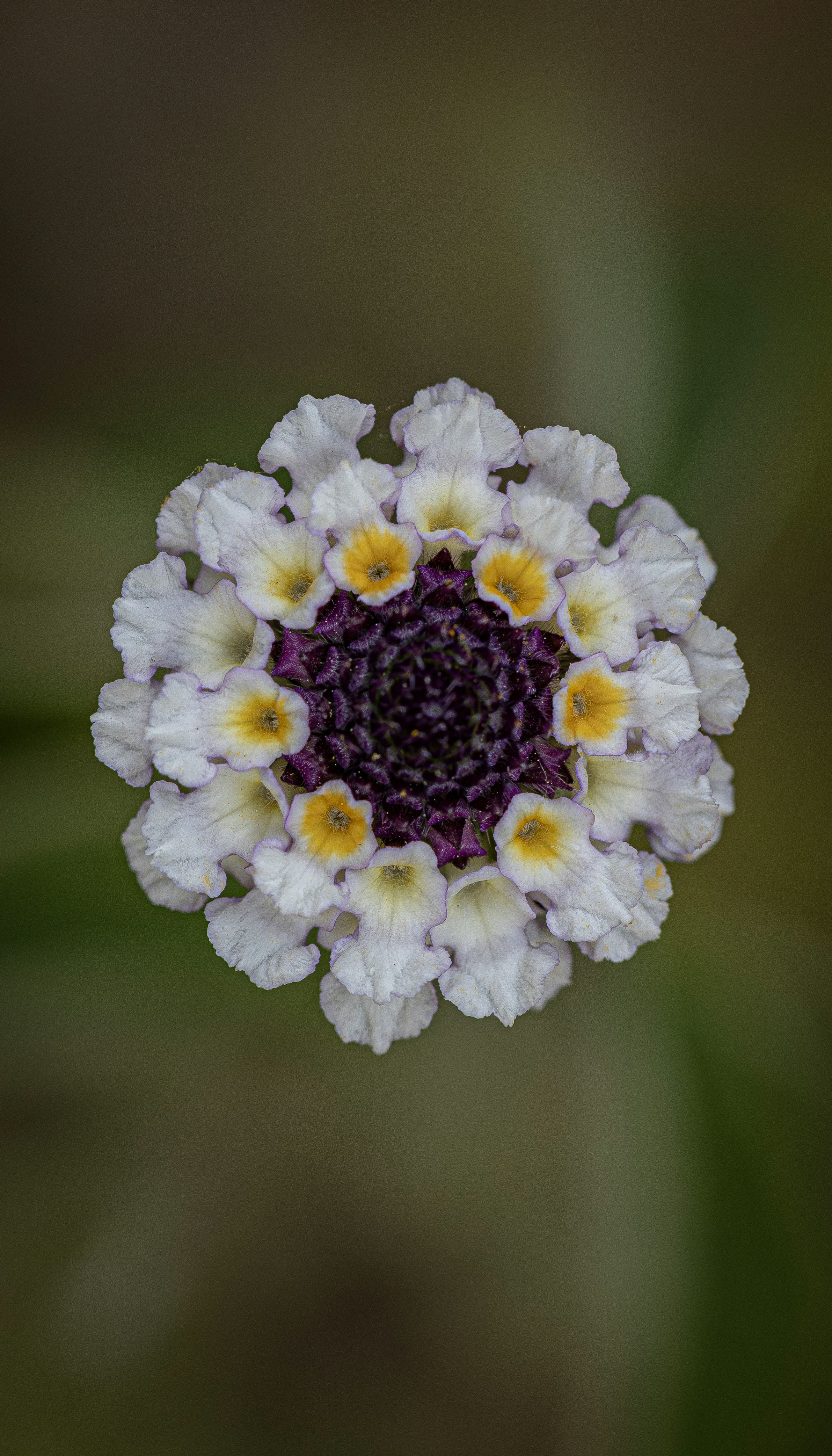 Close-up of a white and purple flower with yellow centers