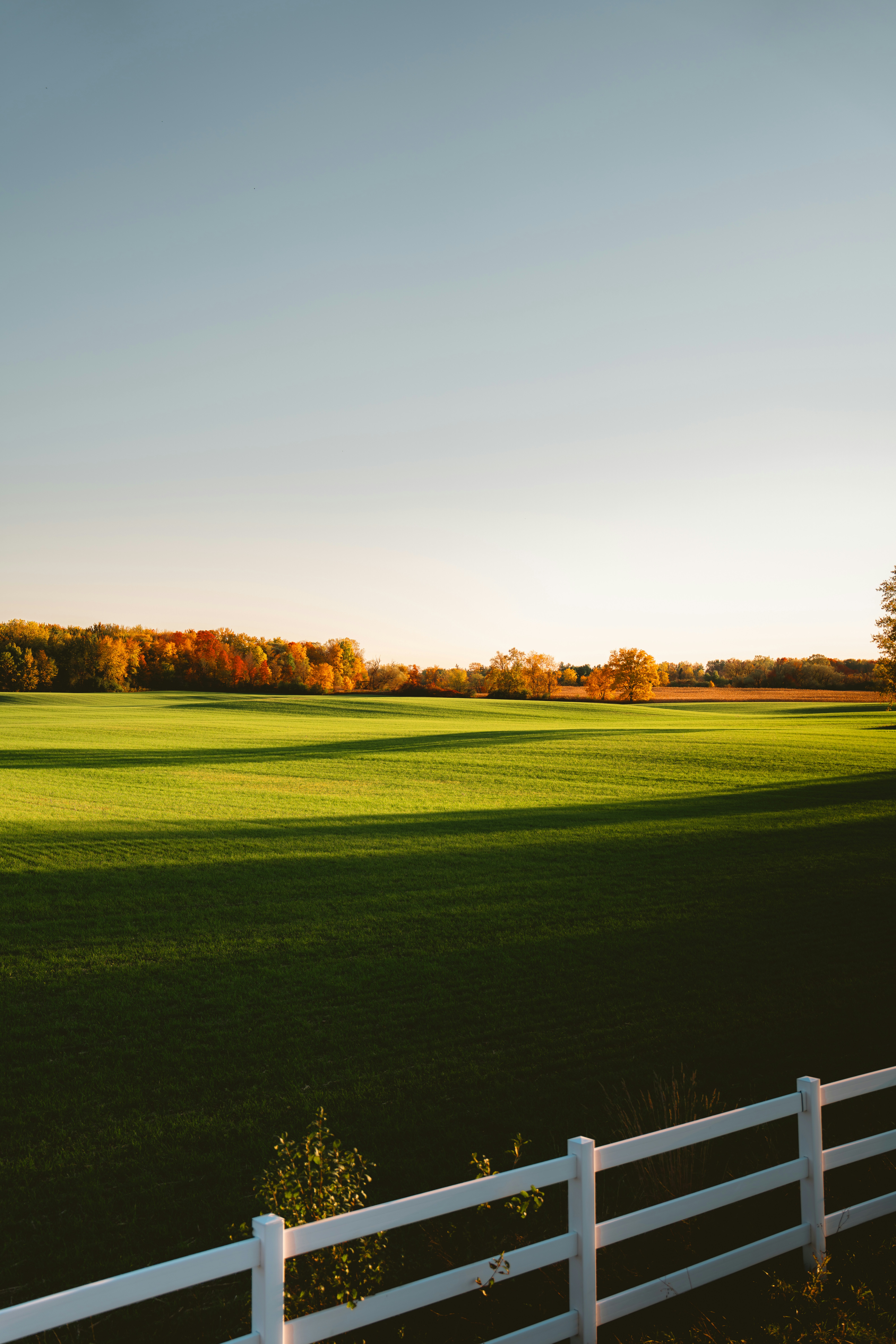 Green field with trees and fence at sunset