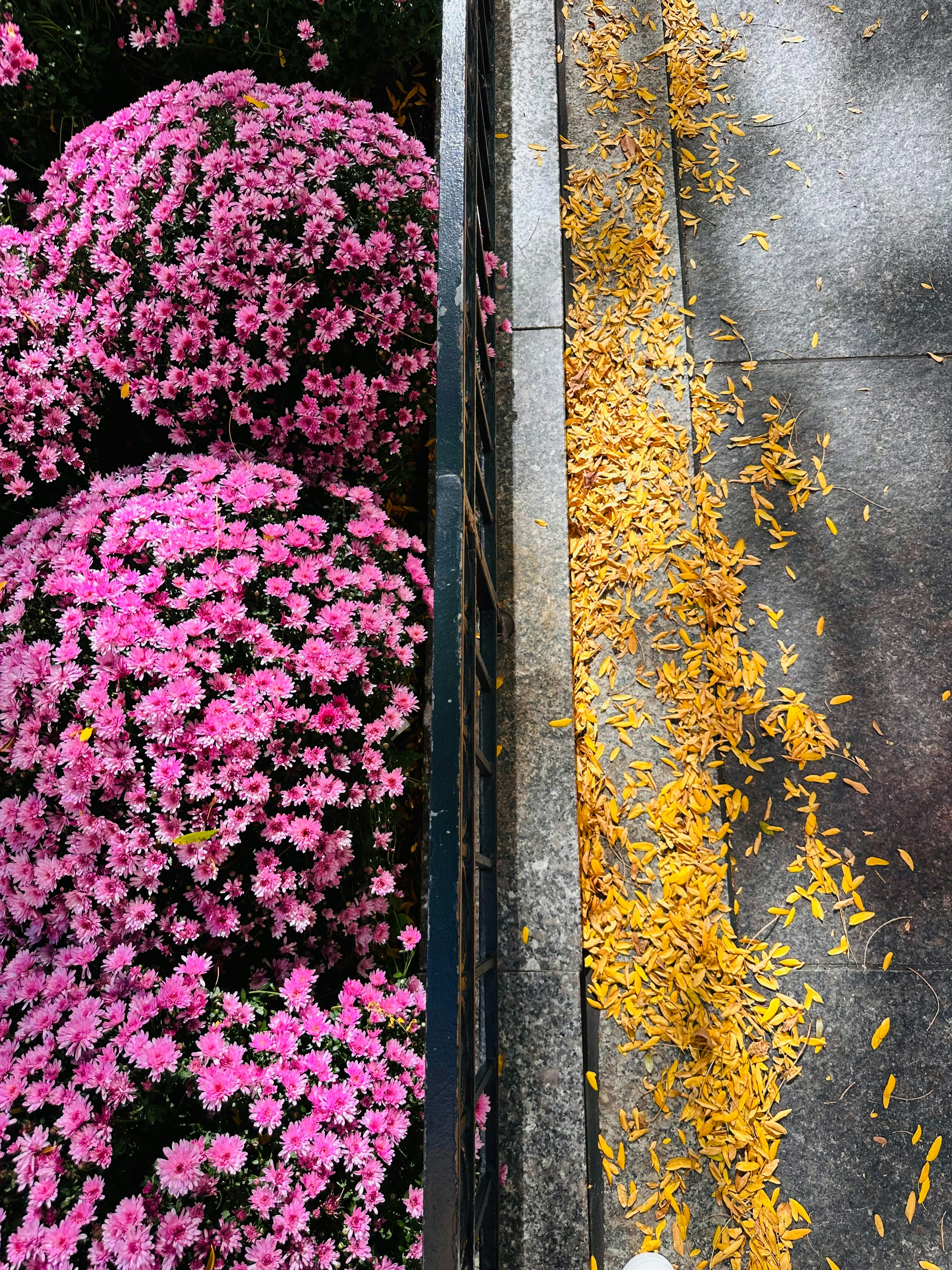 Fall colors. | Pink flowers and yellow leaves on a sidewalk