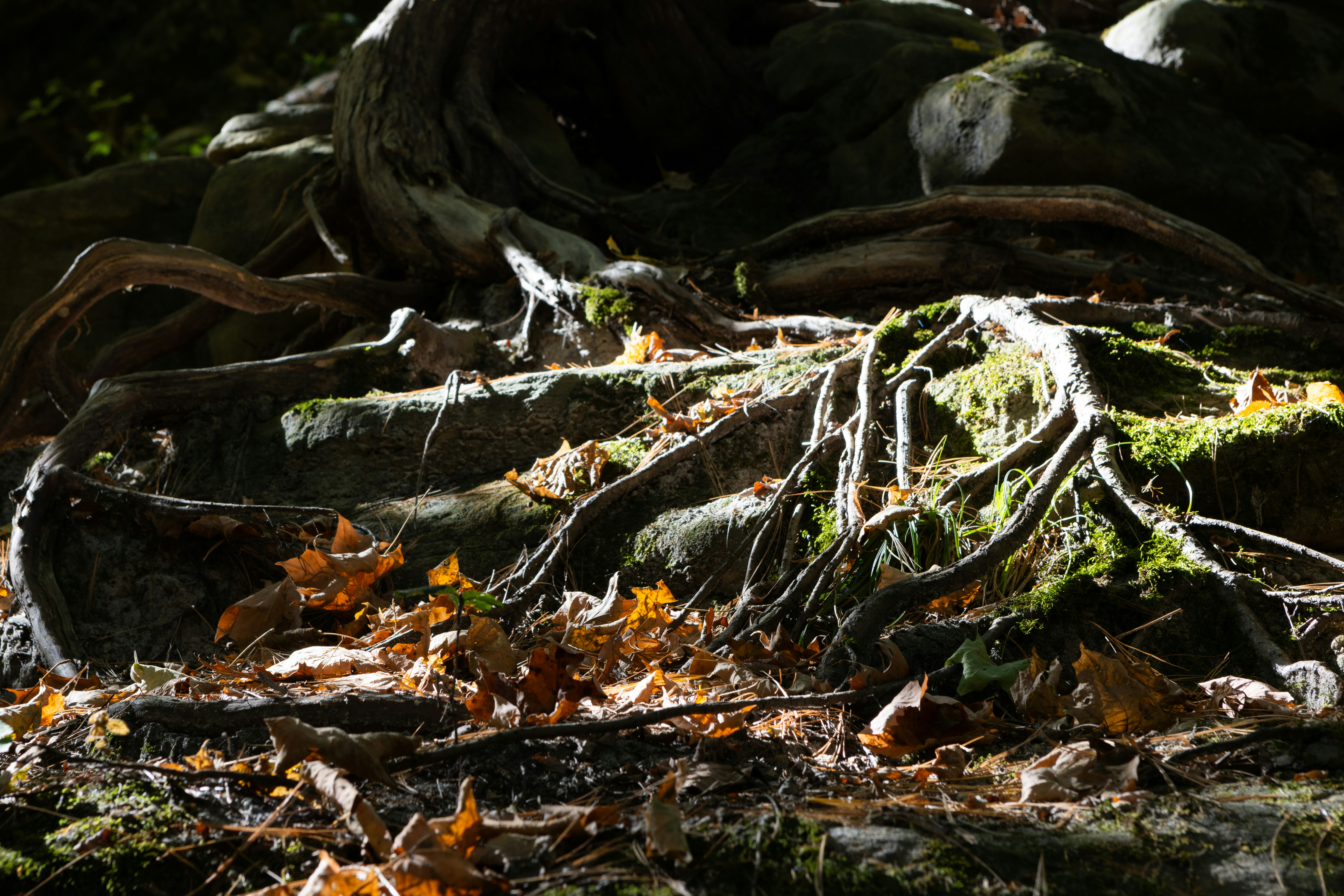 Exposed tree roots with fallen autumn leaves