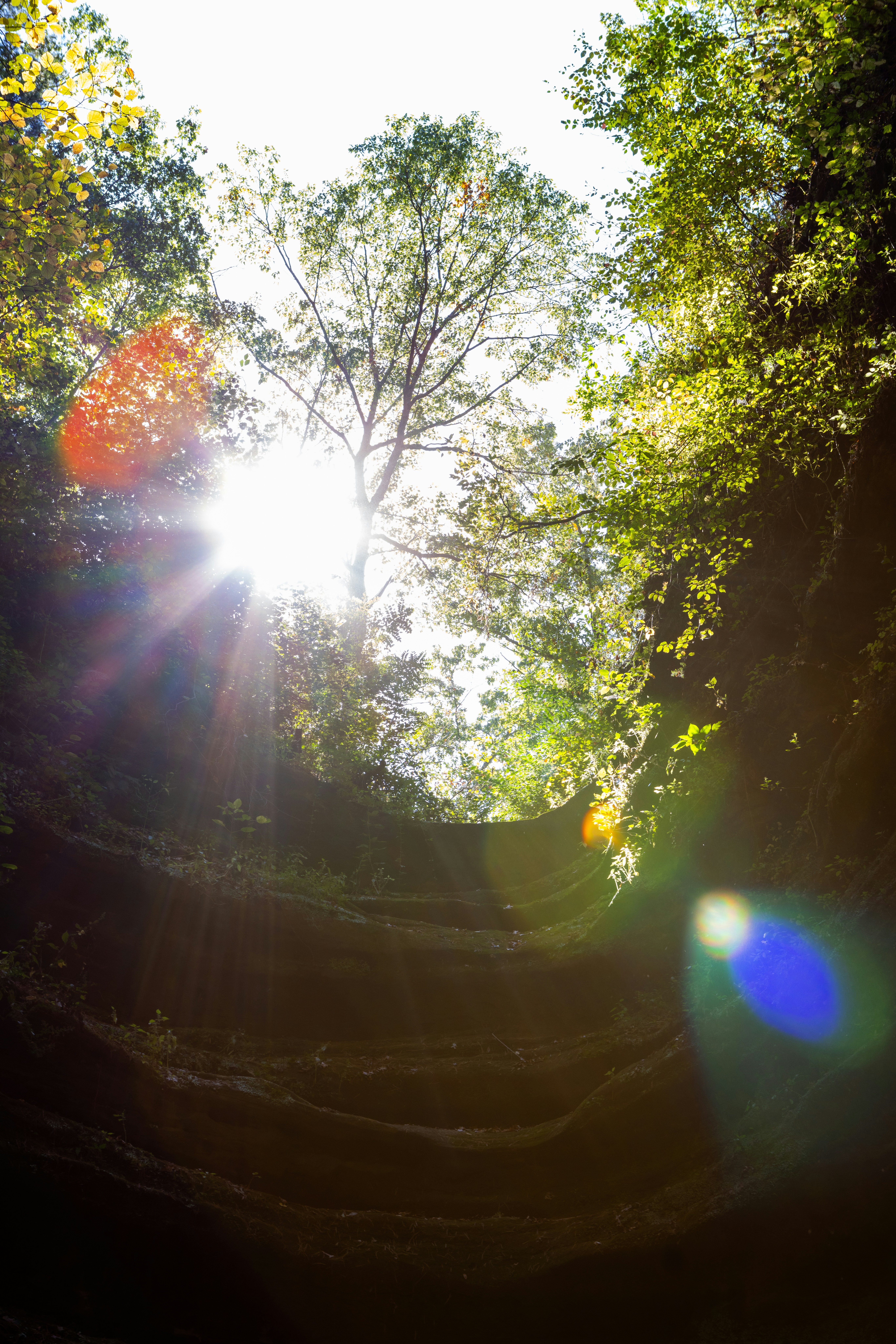 Sunlight streams through lush green trees and foliage.