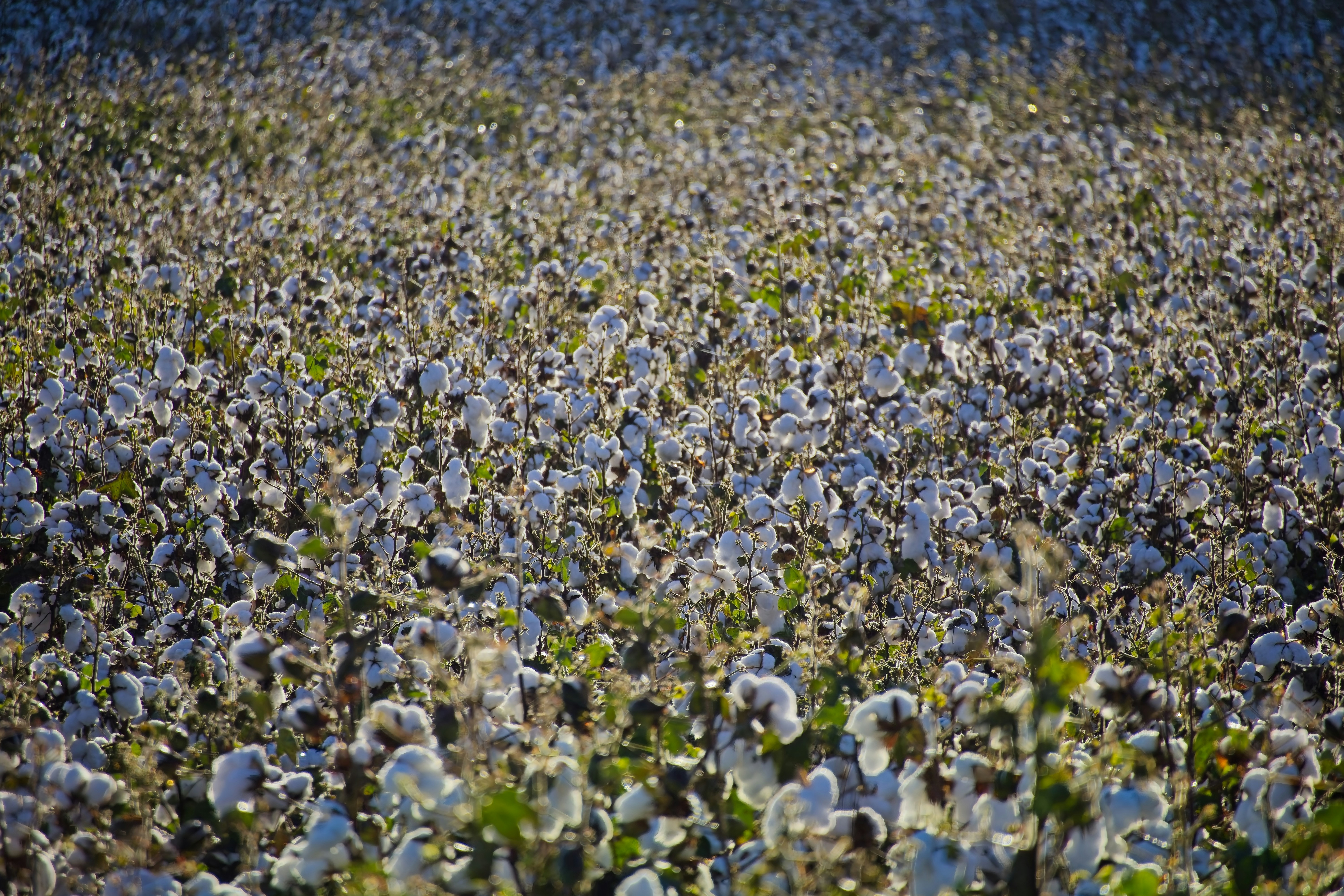 Whispers of the Cotton Field