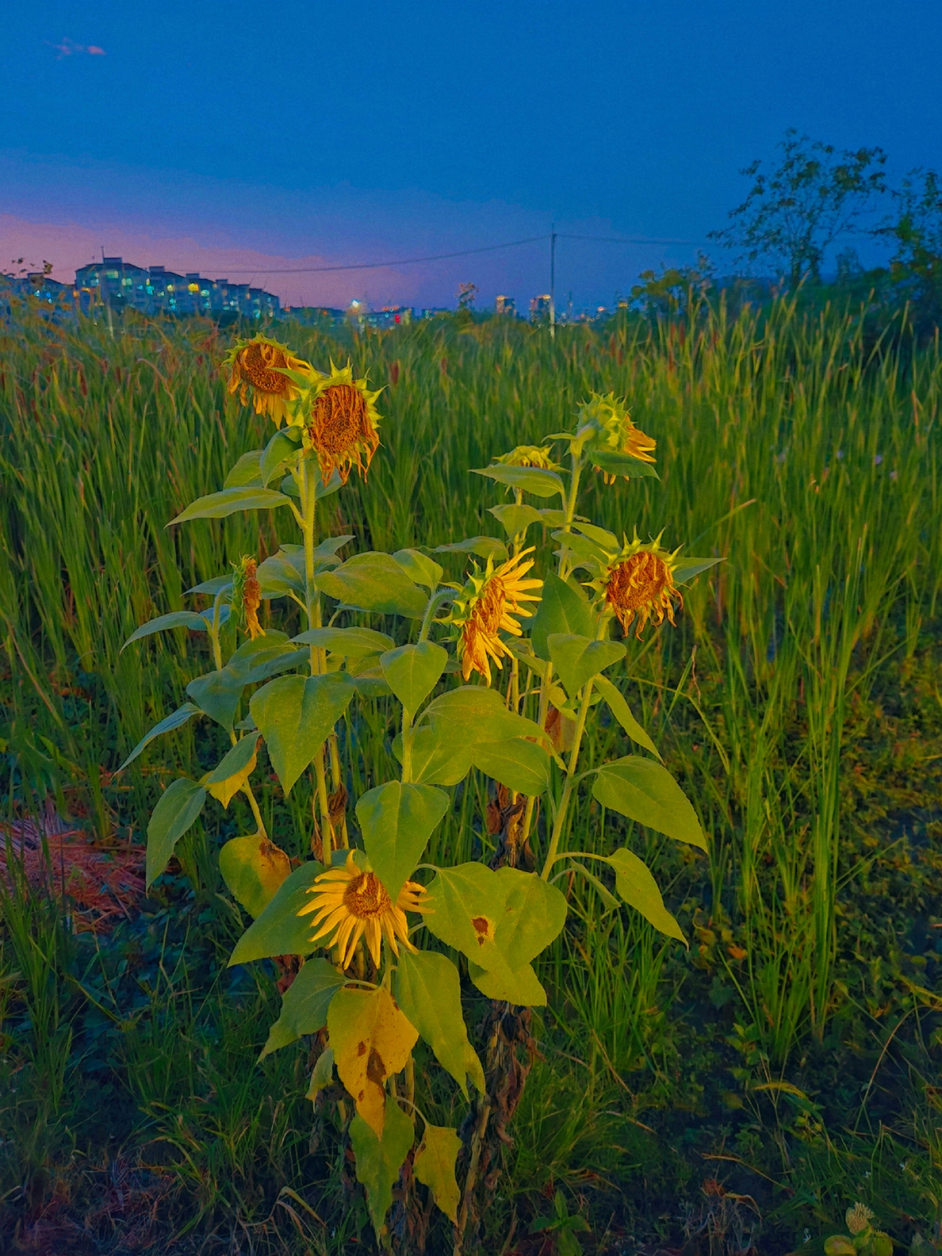 Whispers of Twilight: Sunflowers in the Dusk
