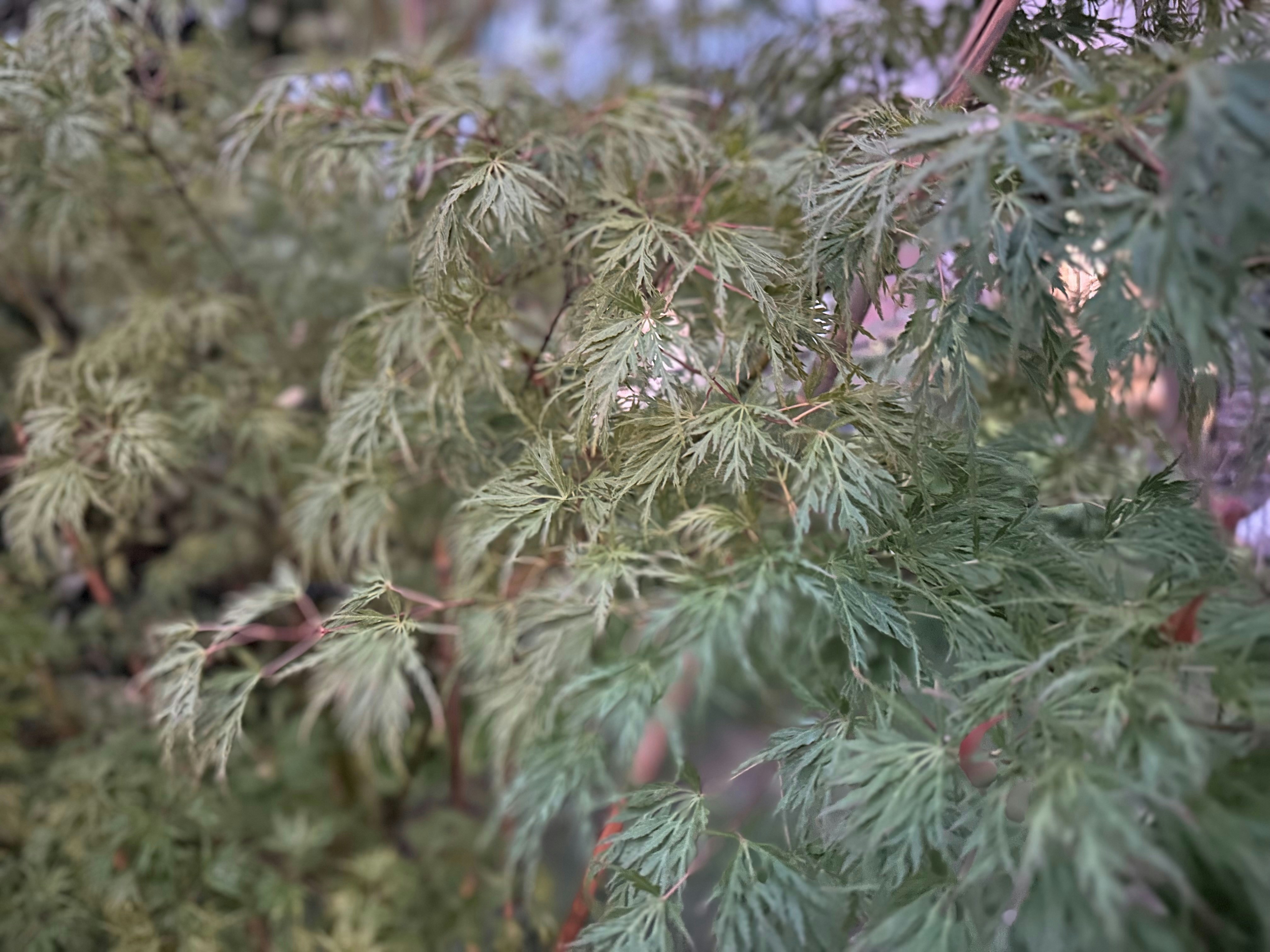 Delicate green leaves on a tree branch