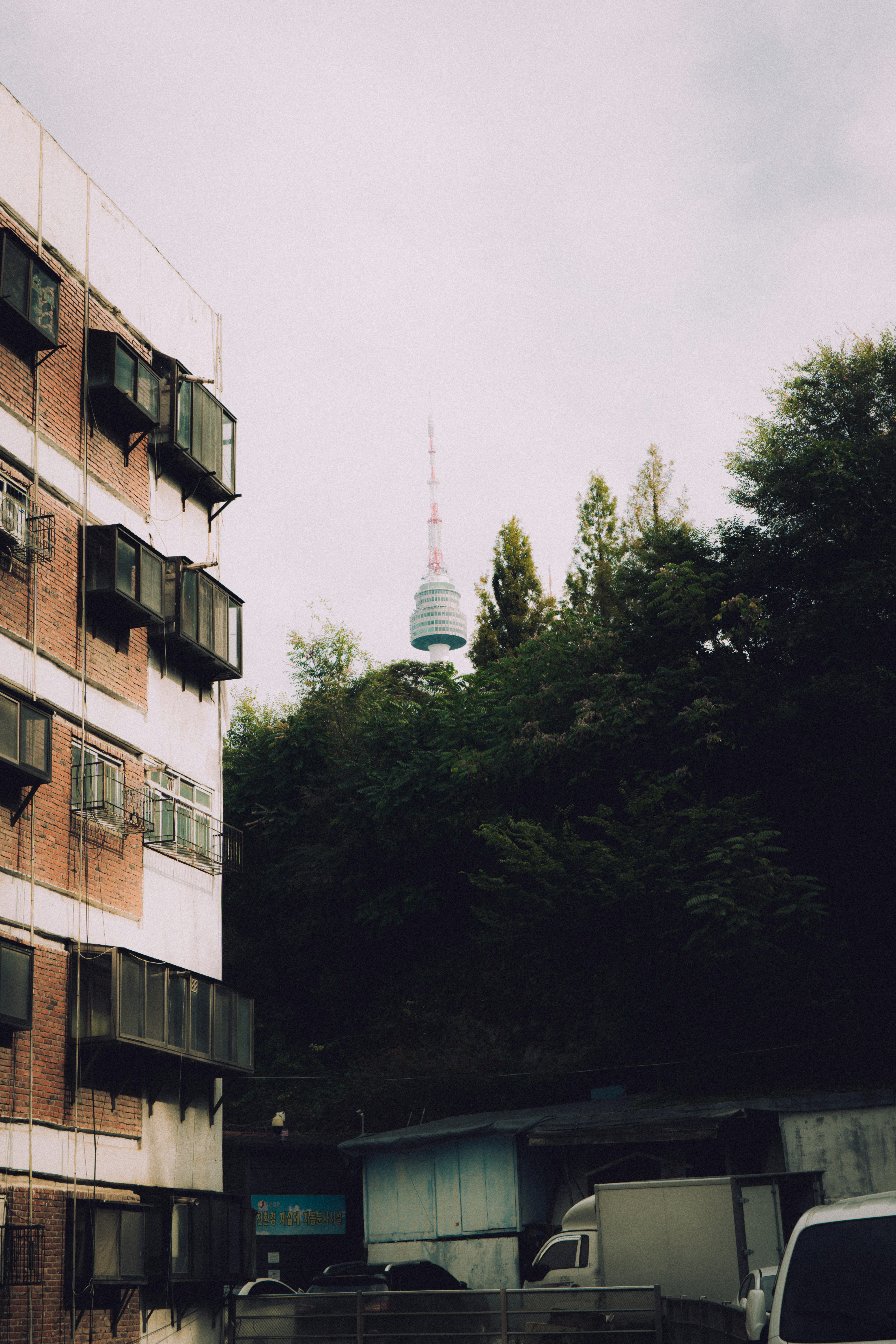 Urban Contrast: Nature Meets Architecture