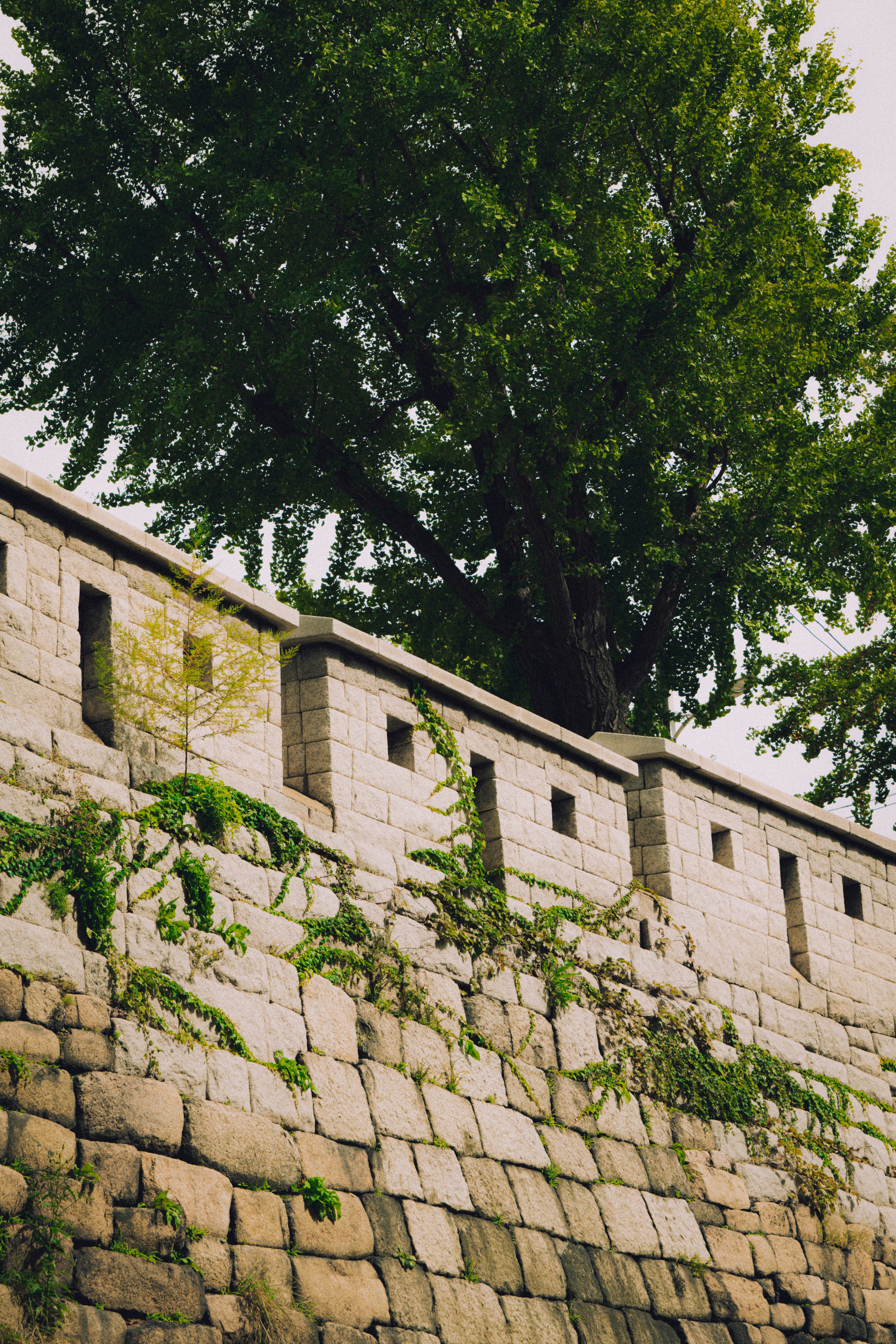 Whispers of Time: Nature Embracing Stone
