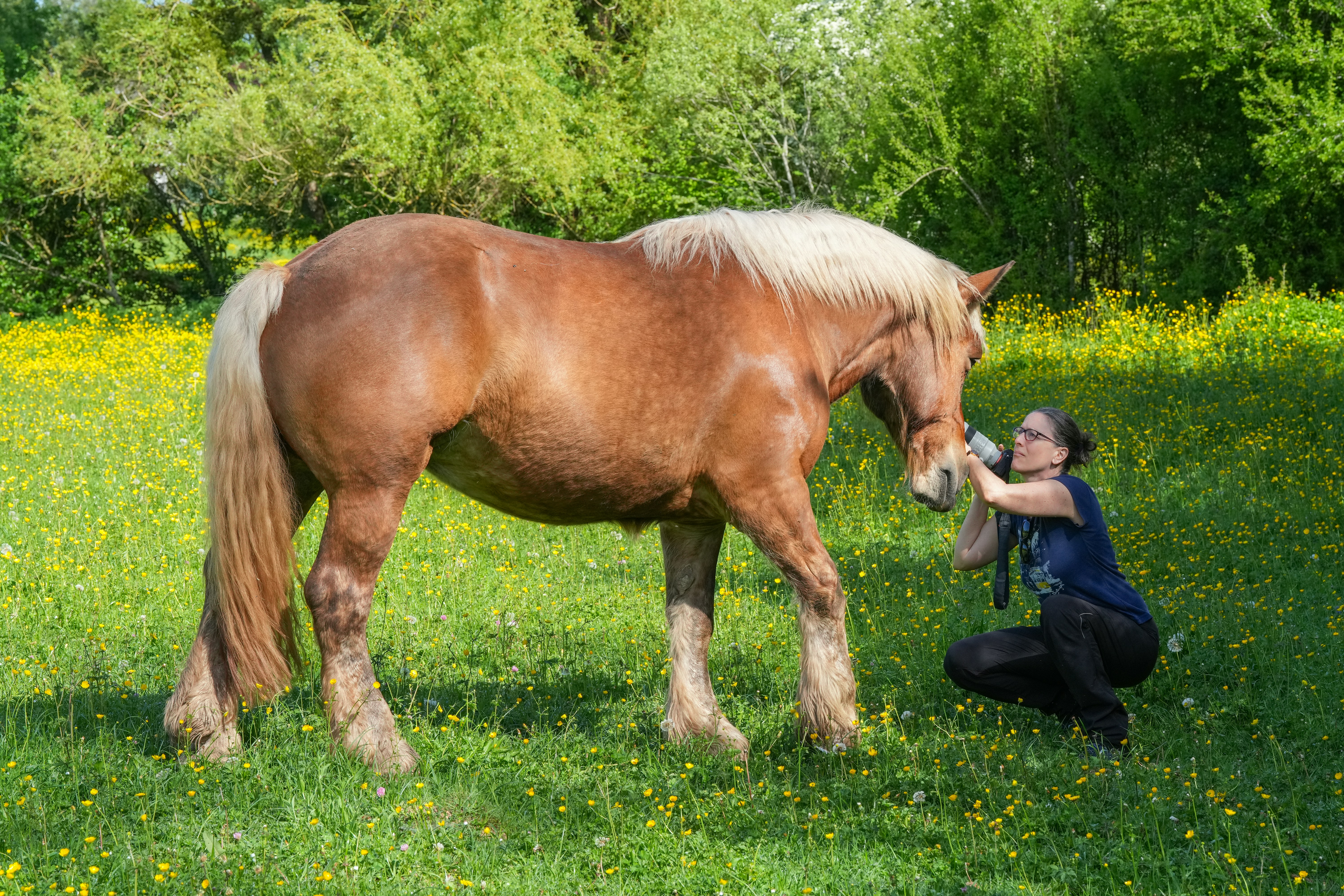 Meadow Bond: Quiet Exchange Between Woman and Horse