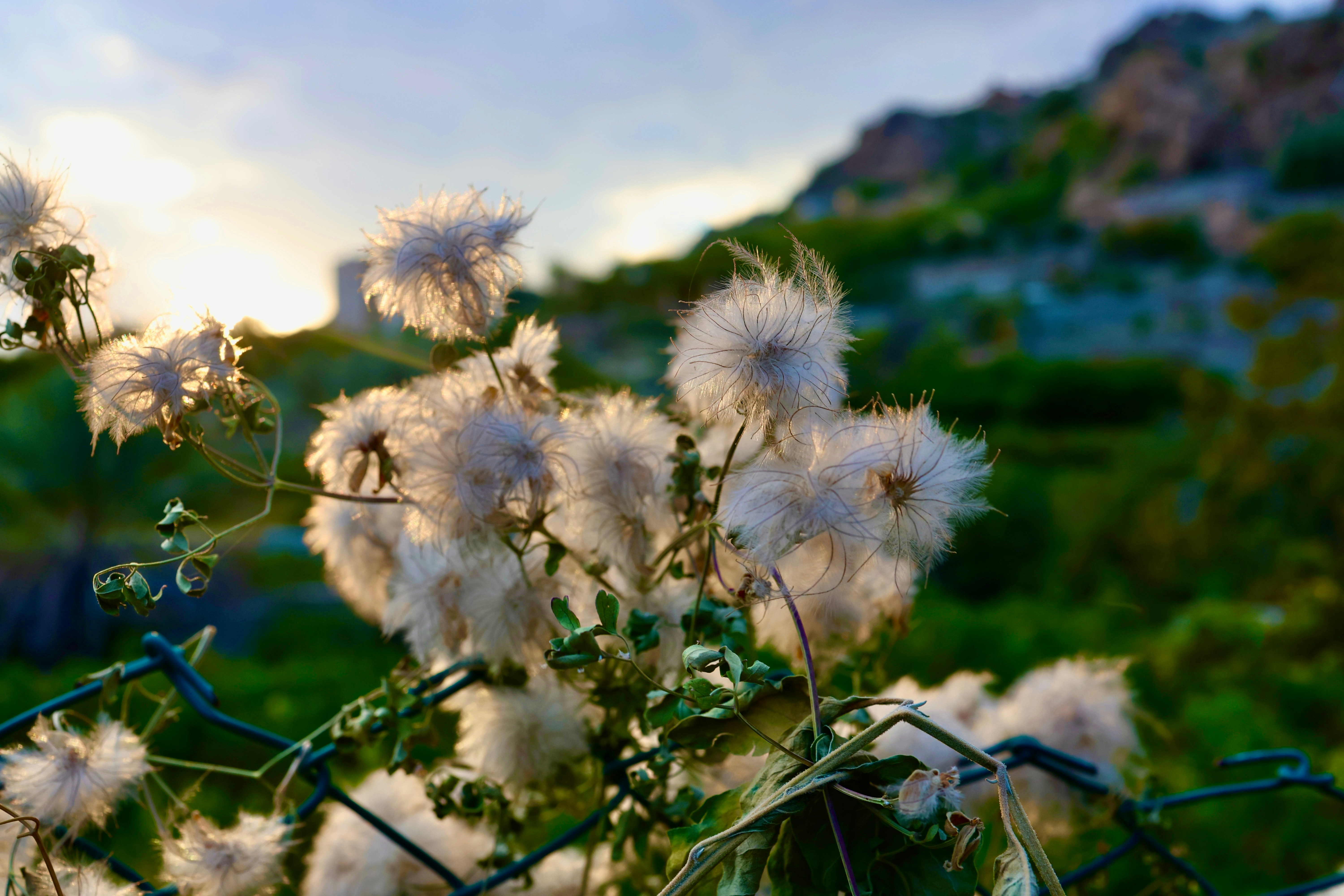 Whispers of Nature: The Delicate Dance of Flora