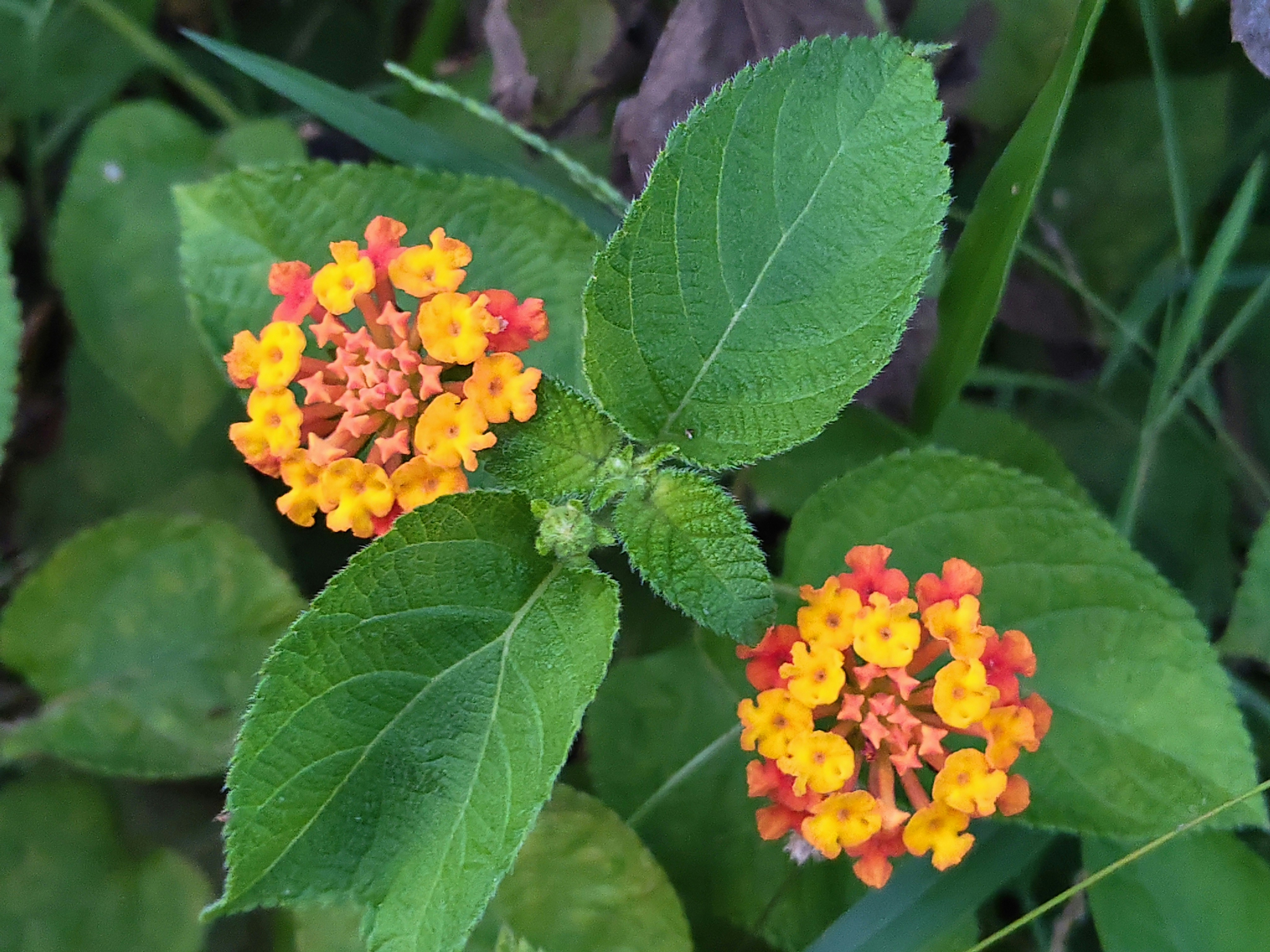Two clusters of small orange and yellow flowers.