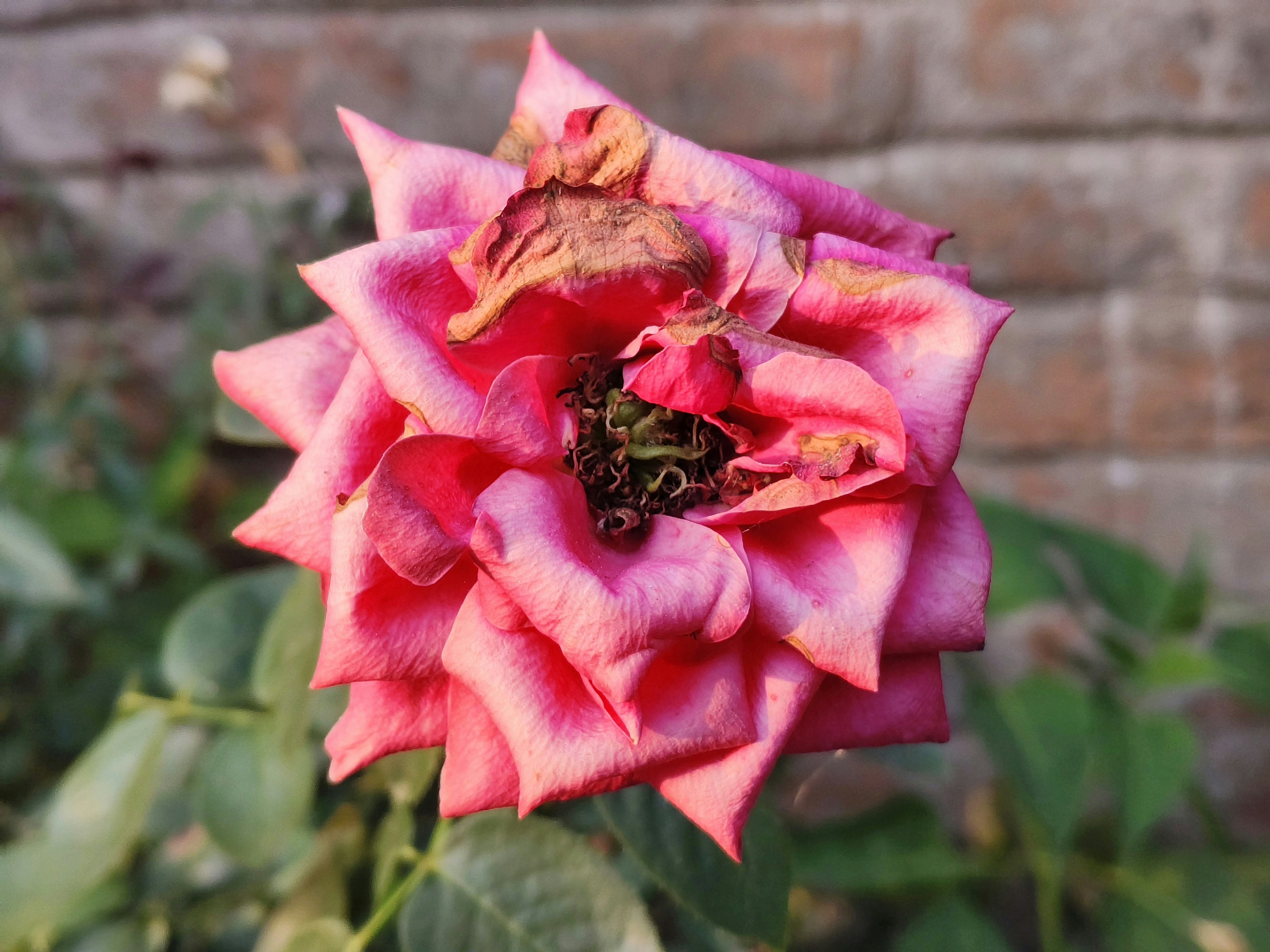A wilting pink rose with green leaves and brick background
