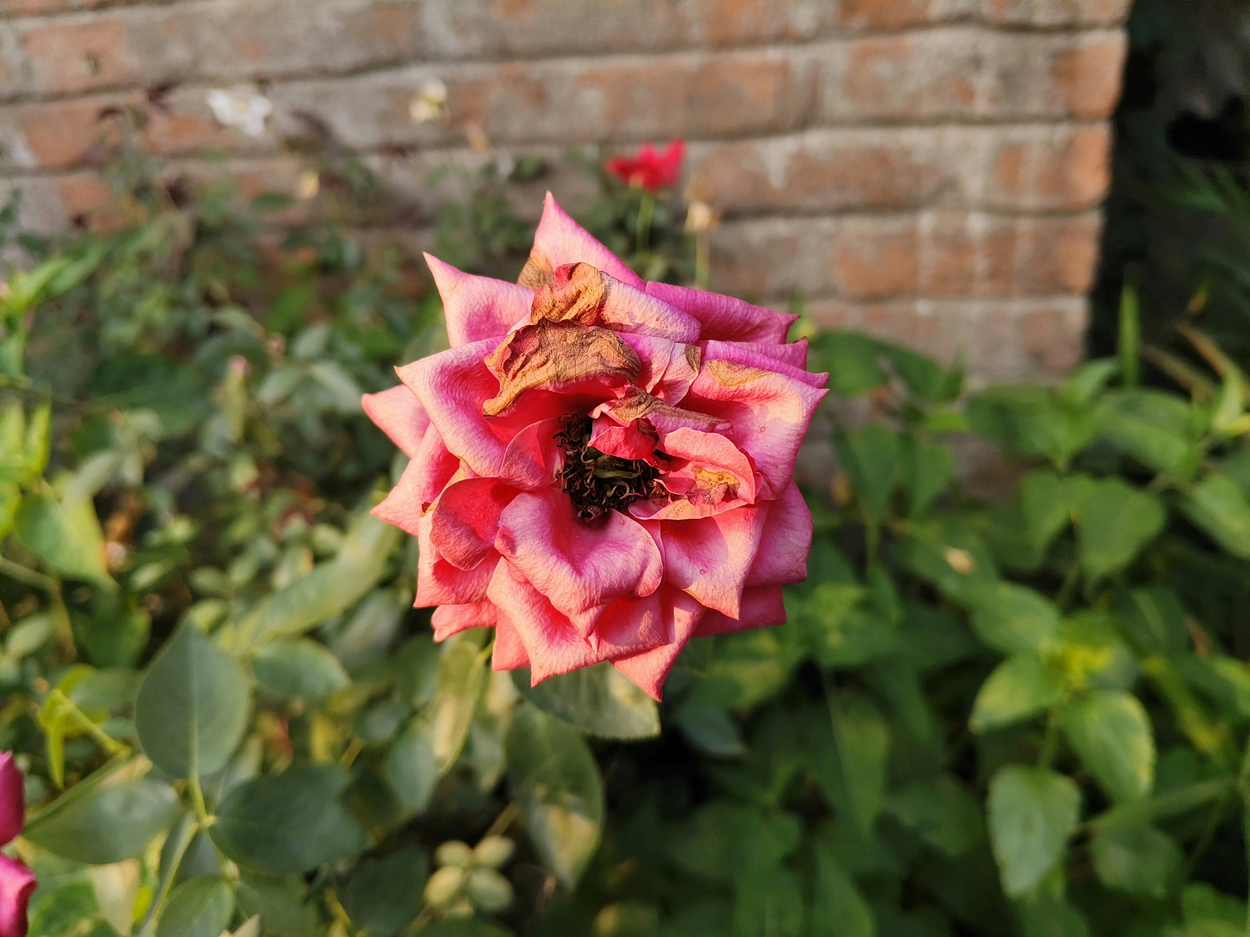 A wilting pink rose in a garden setting withering garden