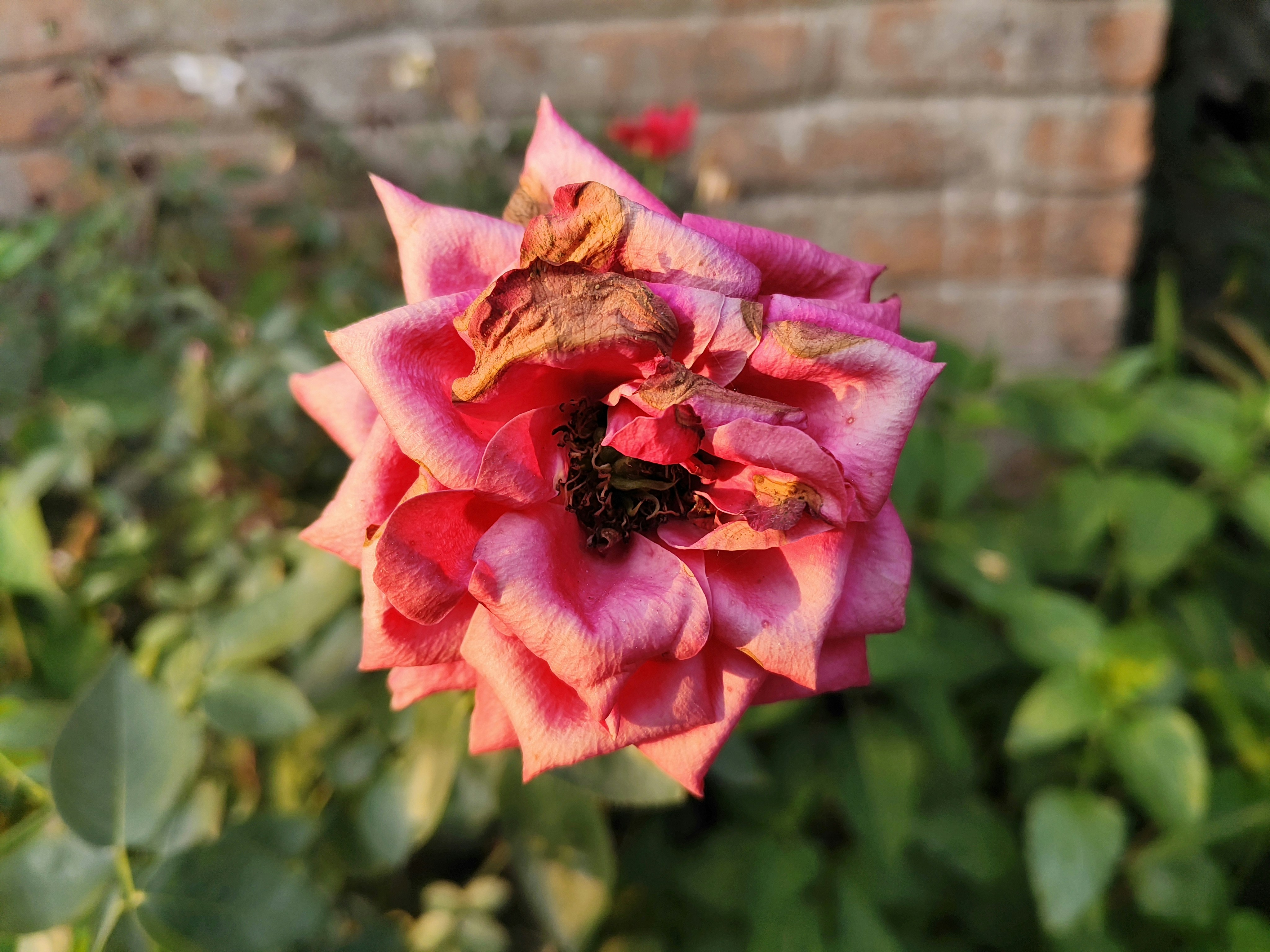 A close-up of a pink rose showcasing its delicate petals and signs of aging against a blurred green backdrop.