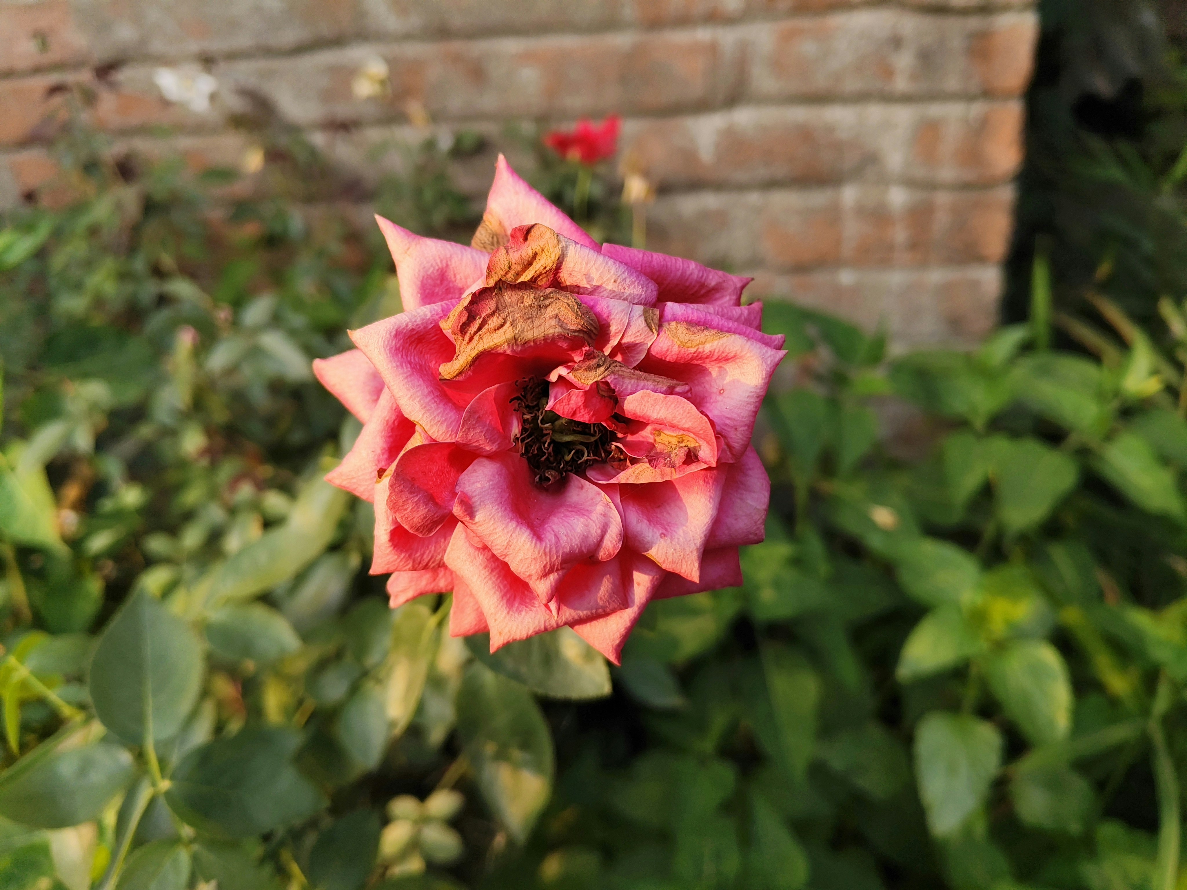 A vibrant pink rose with wilted petals stands out against a backdrop of lush greenery and brick, showcasing the beauty of nature's impermanence.