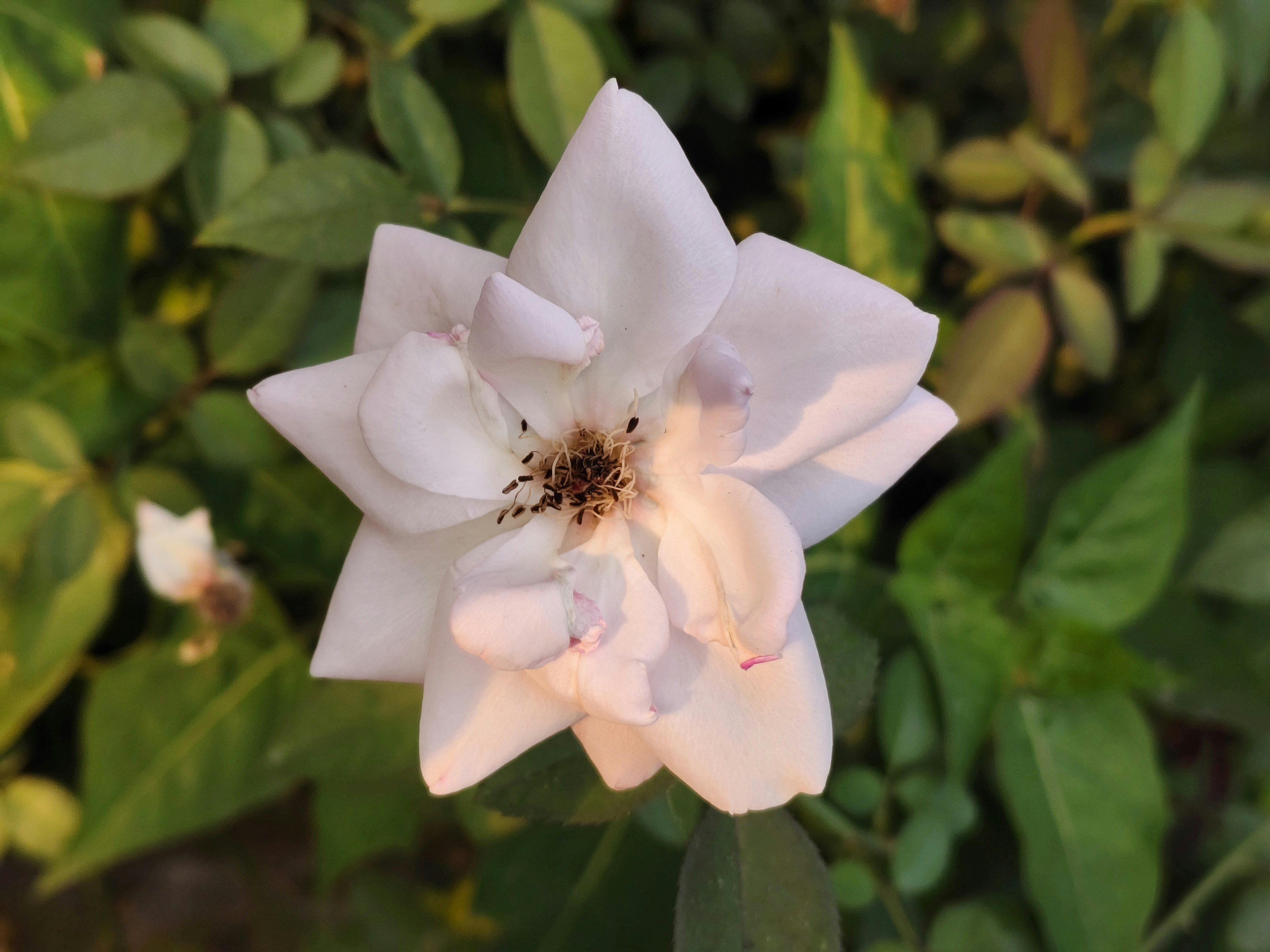 A delicate white rose with green foliage background
