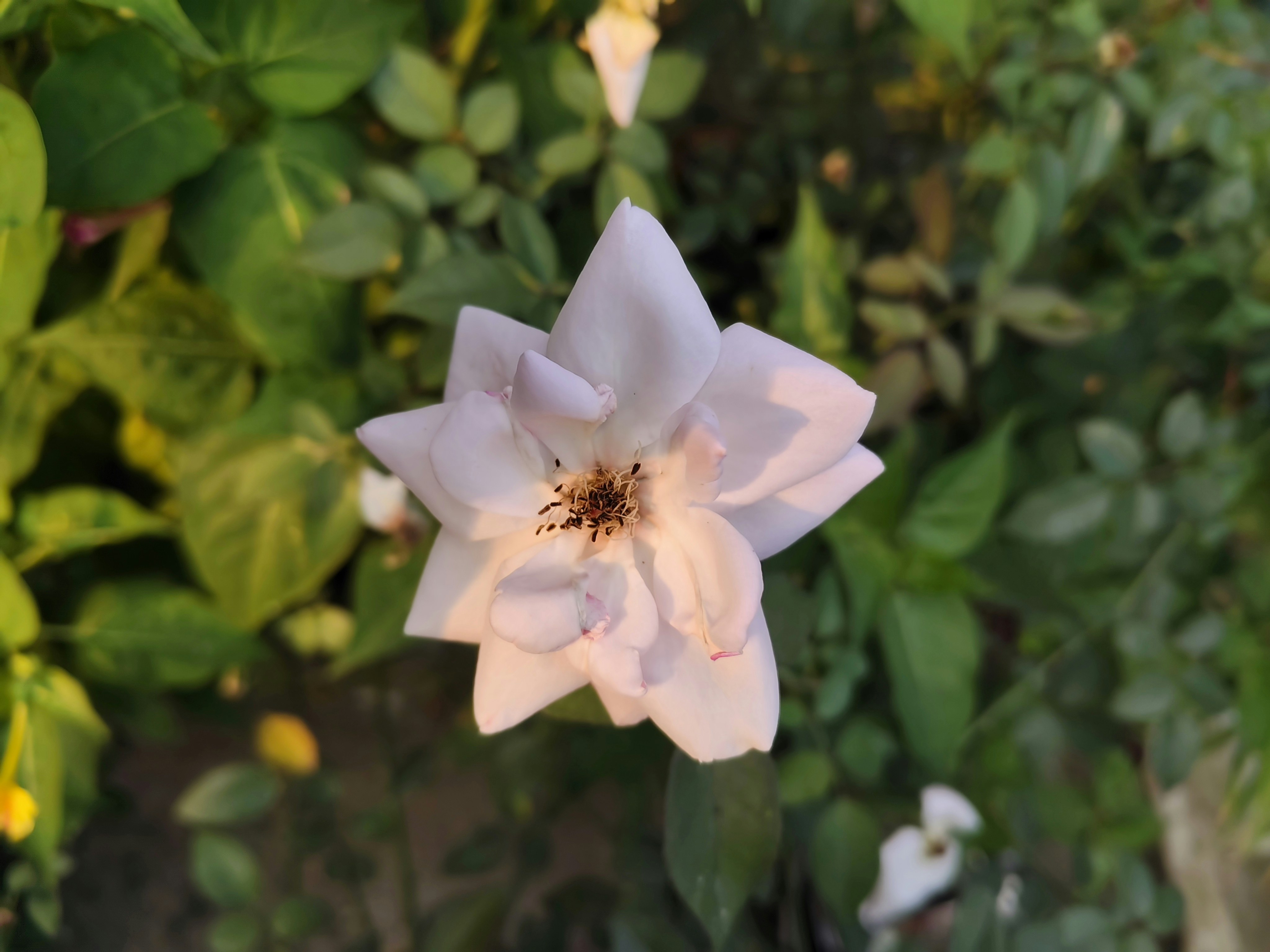 A single white rose in full bloom.