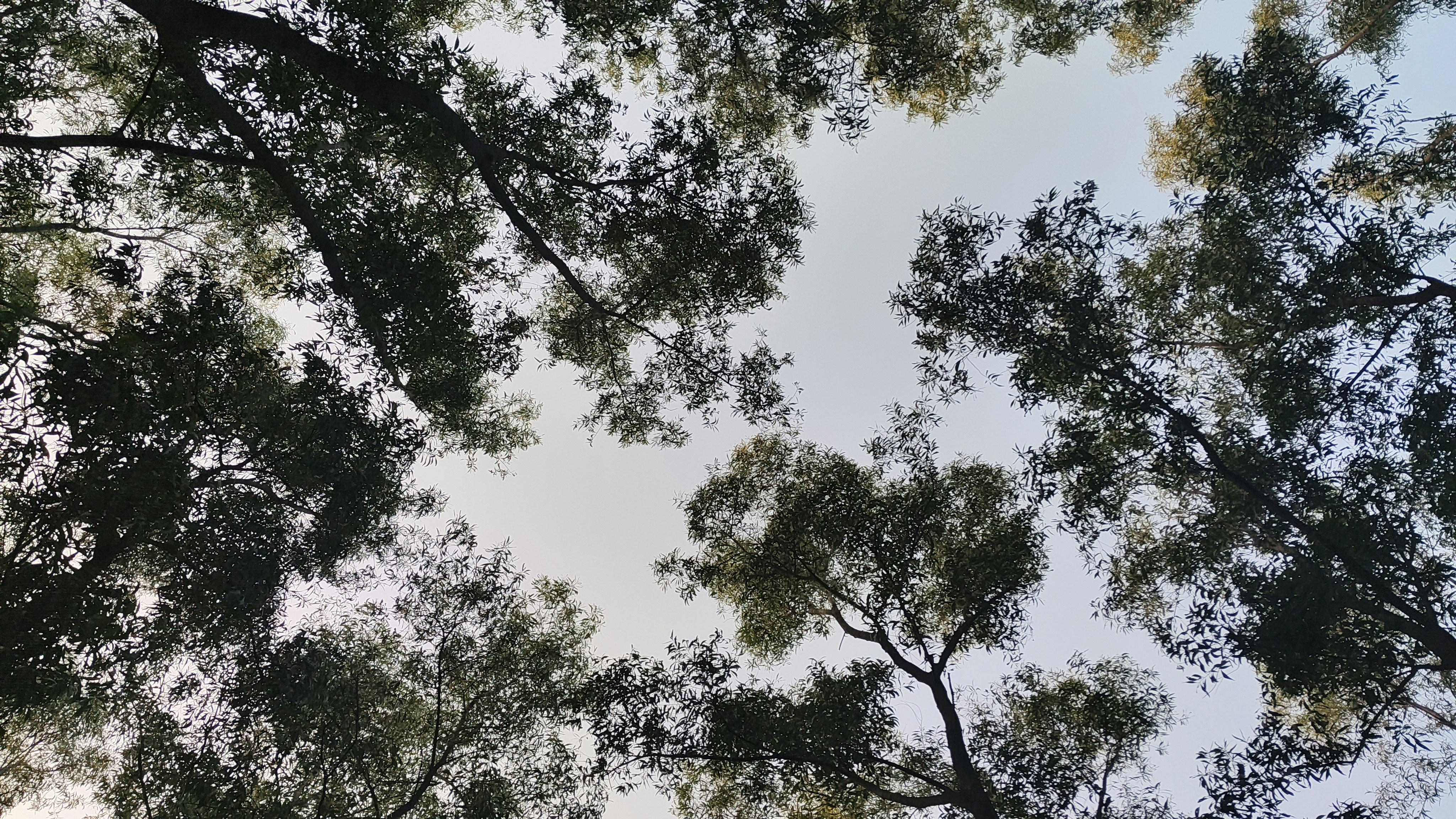 Sample photo from Vivo IQOO Z9S Pro