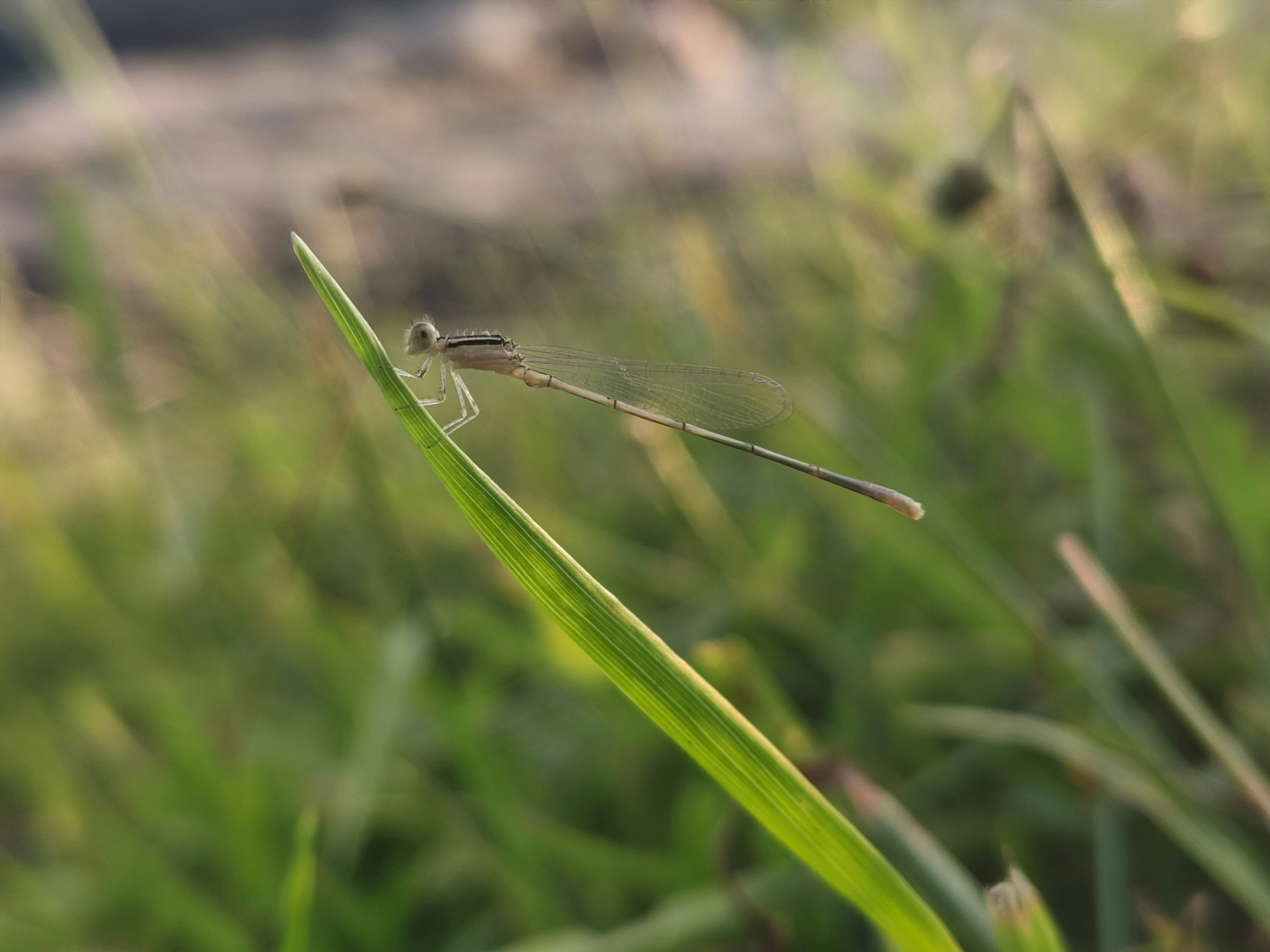 A damselfly rests on a blade of grass.