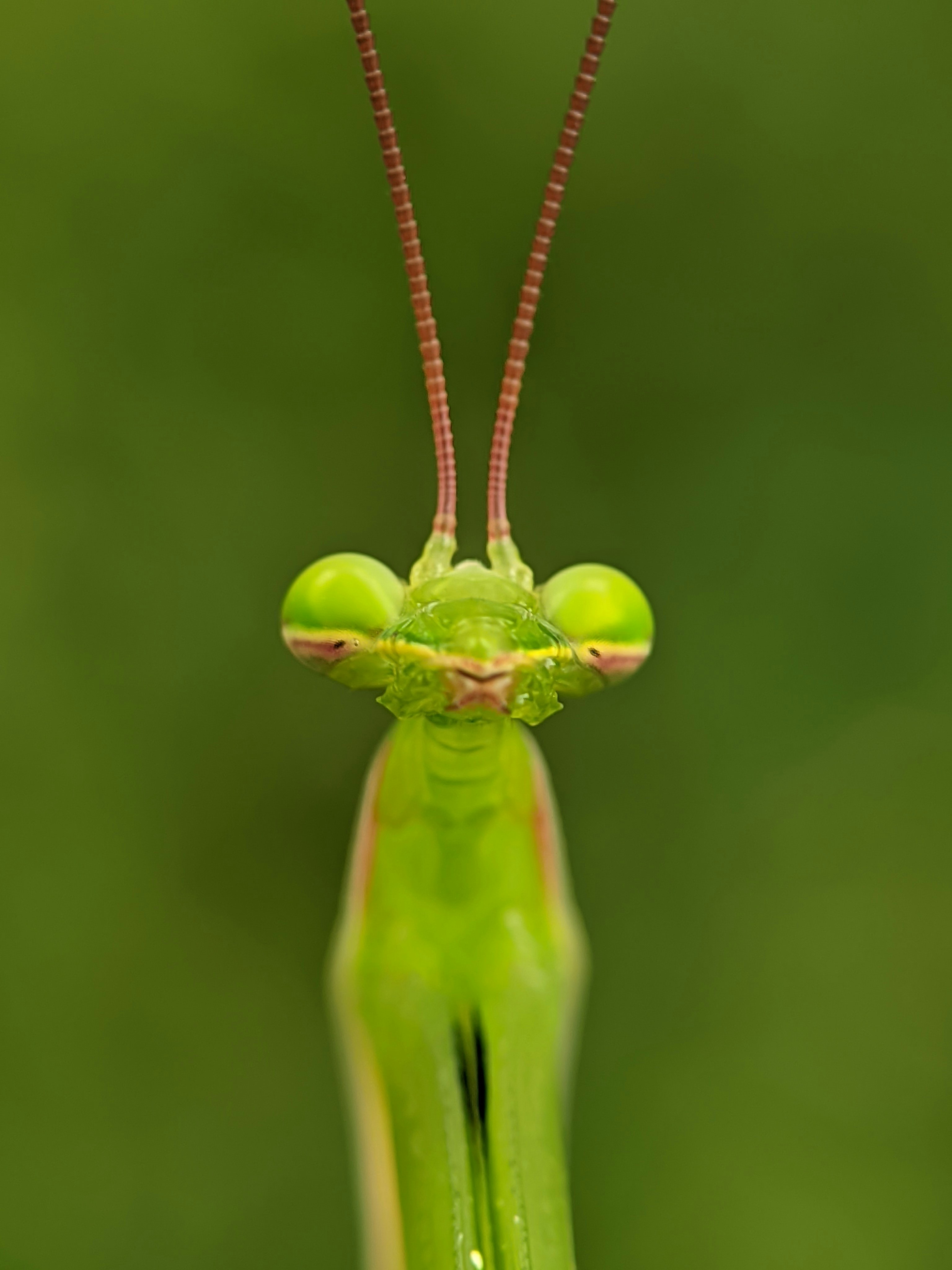 Close-up of a green praying mantis head