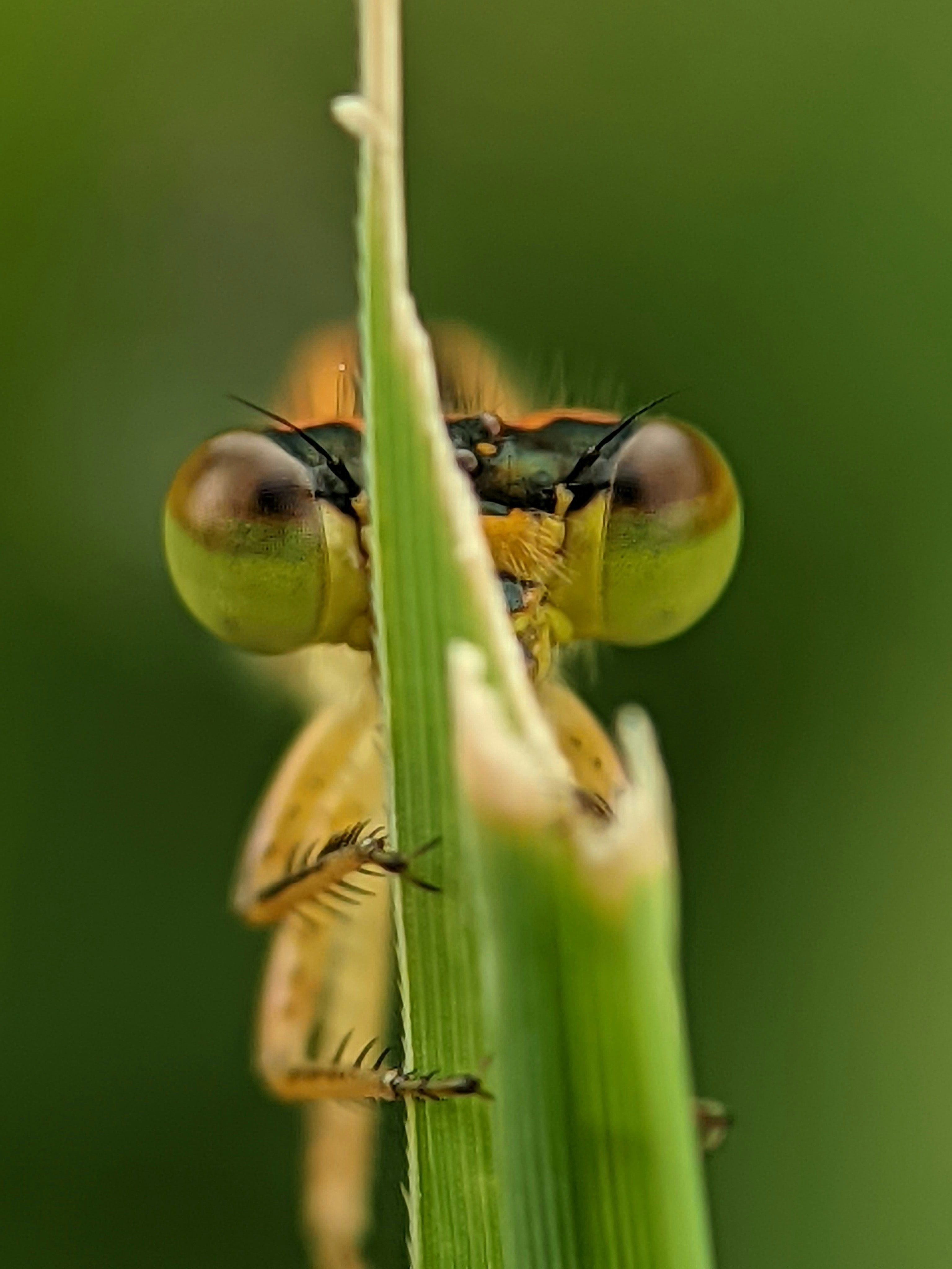 Close-up of a damselfly peeking from behind grass