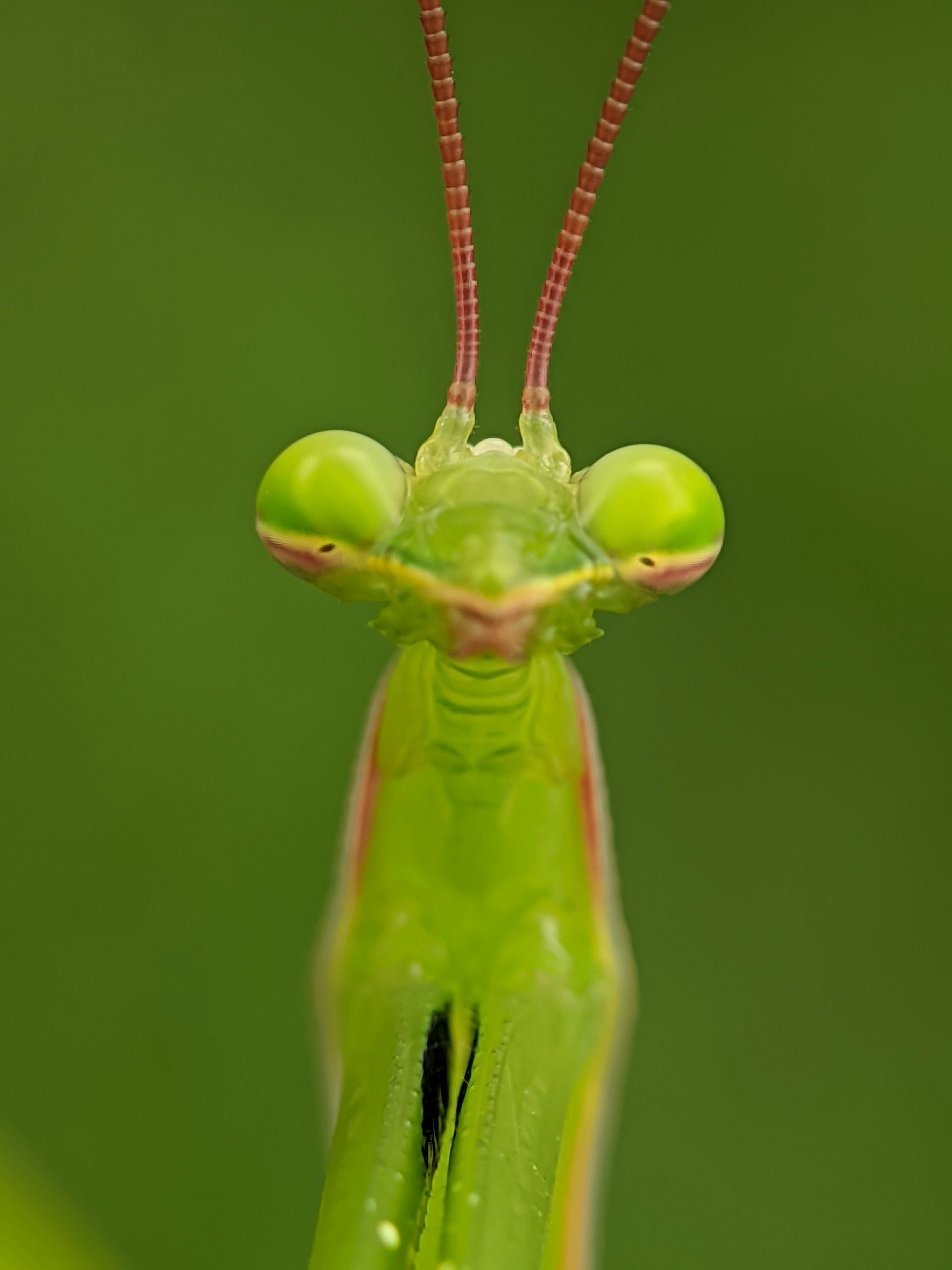 Close-up of a vibrant green mantis against a soft blurred background, showcasing its distinctive features and intricate details.