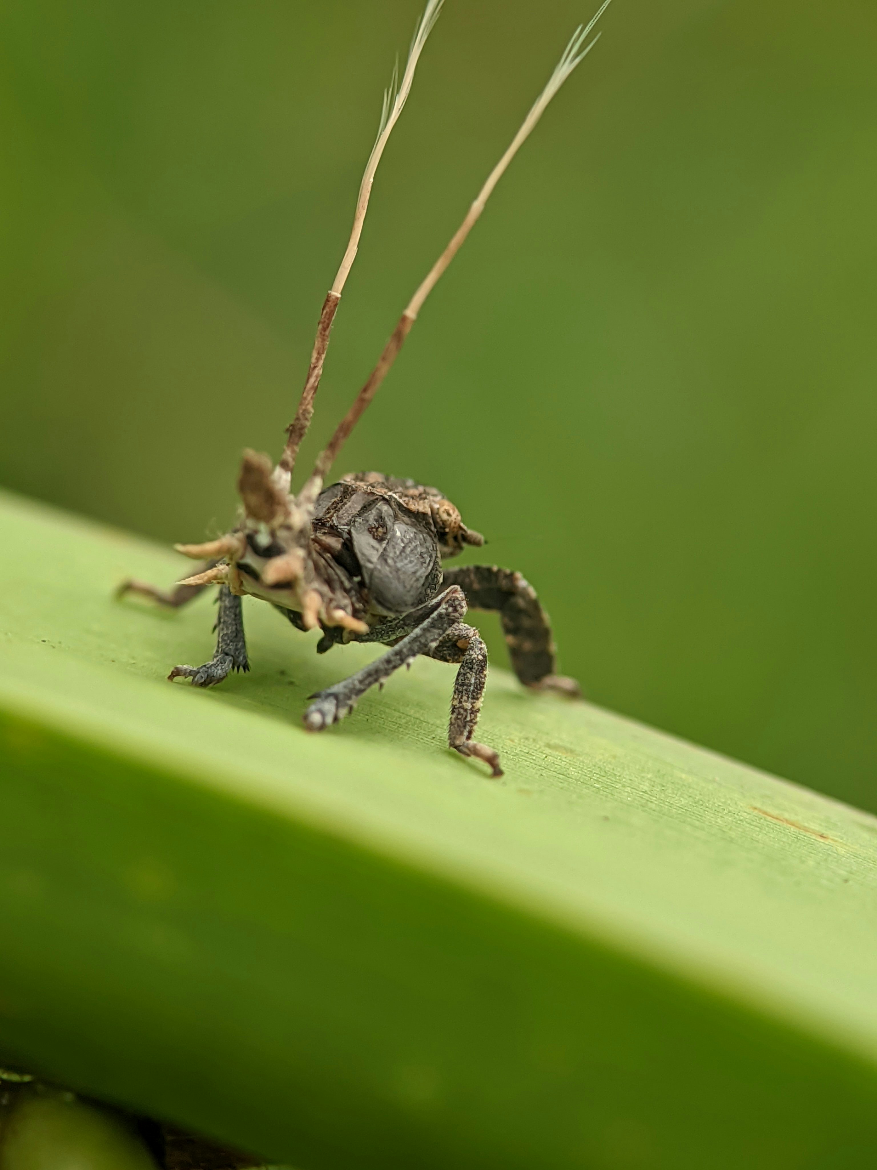 Tiny insect with antennae on a green leaf.