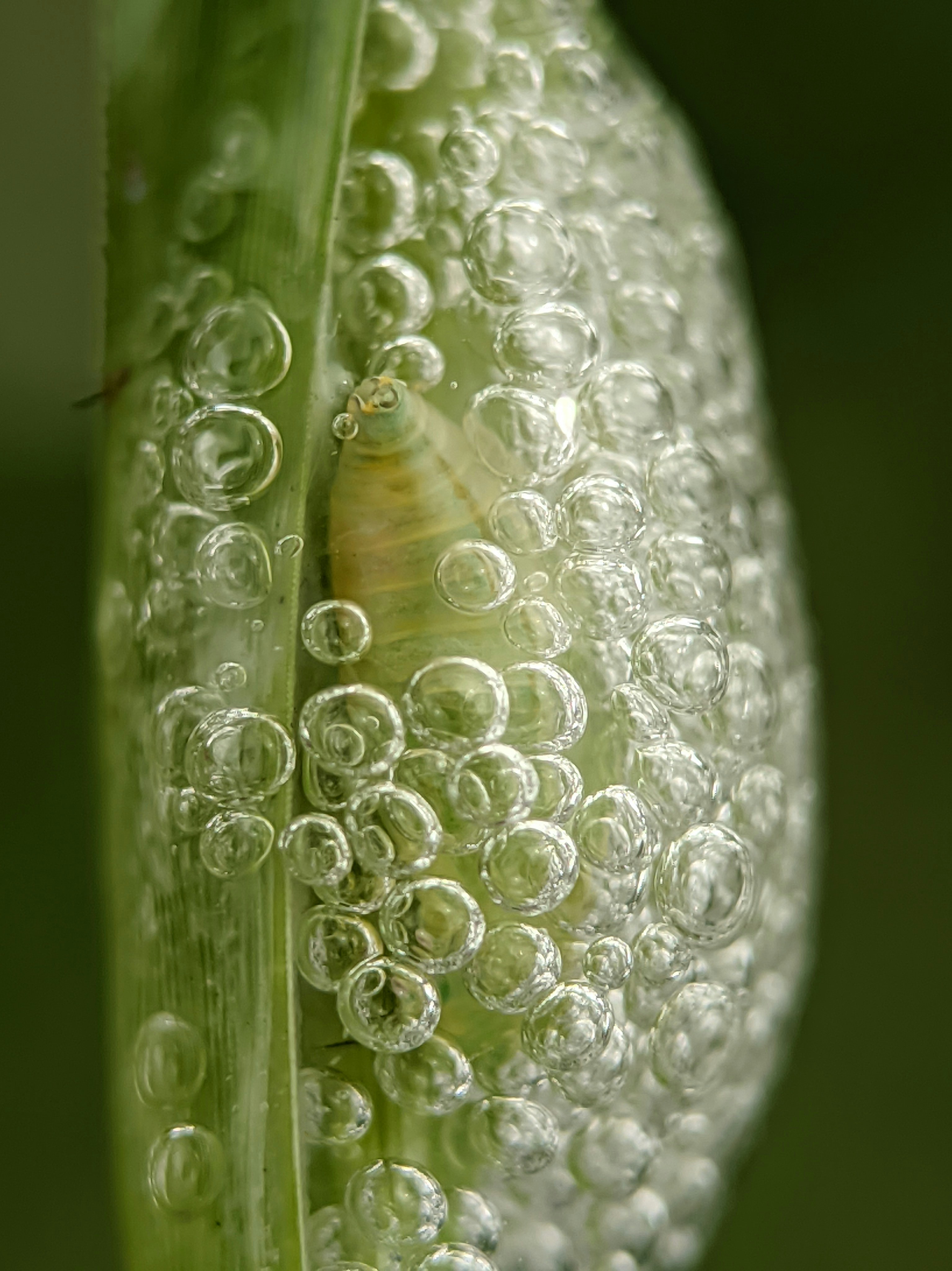 Tiny insect larva in a foamy bubble nest.