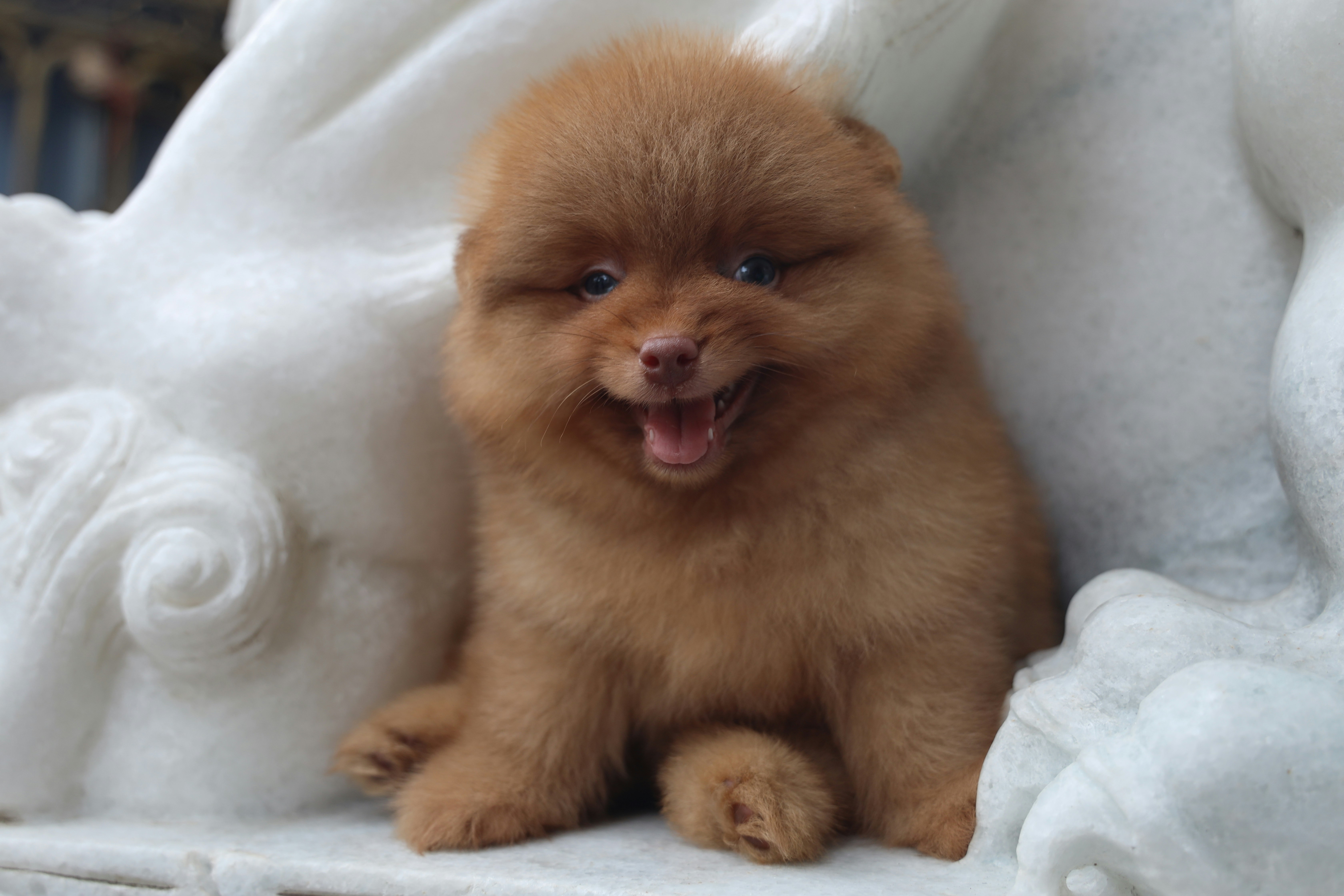 Playful Pomeranian puppy with a fluffy coat, sitting on a white surface, radiating joy and charm.