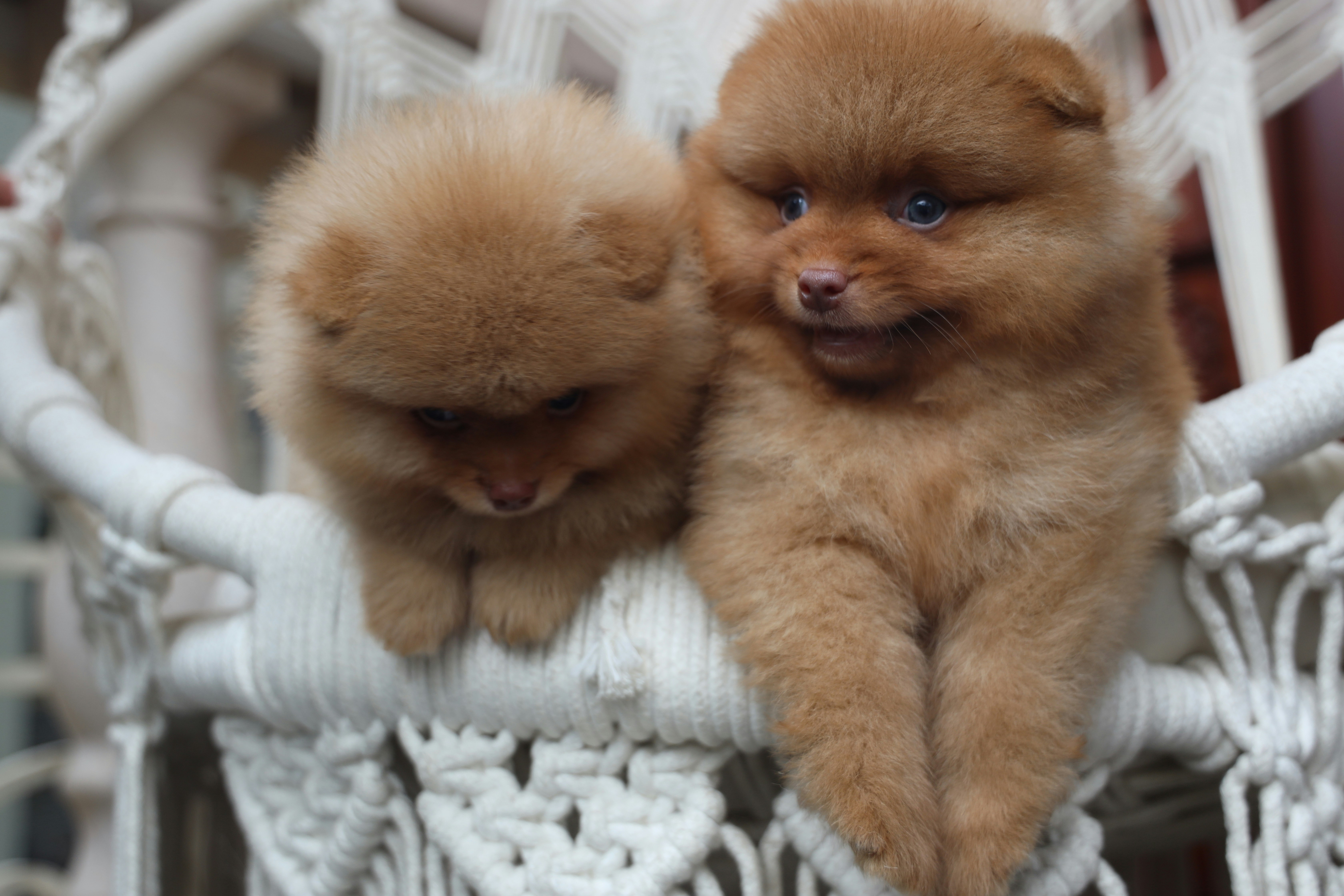 Curious Pomeranian Duo Perched on a White Macramé Swing