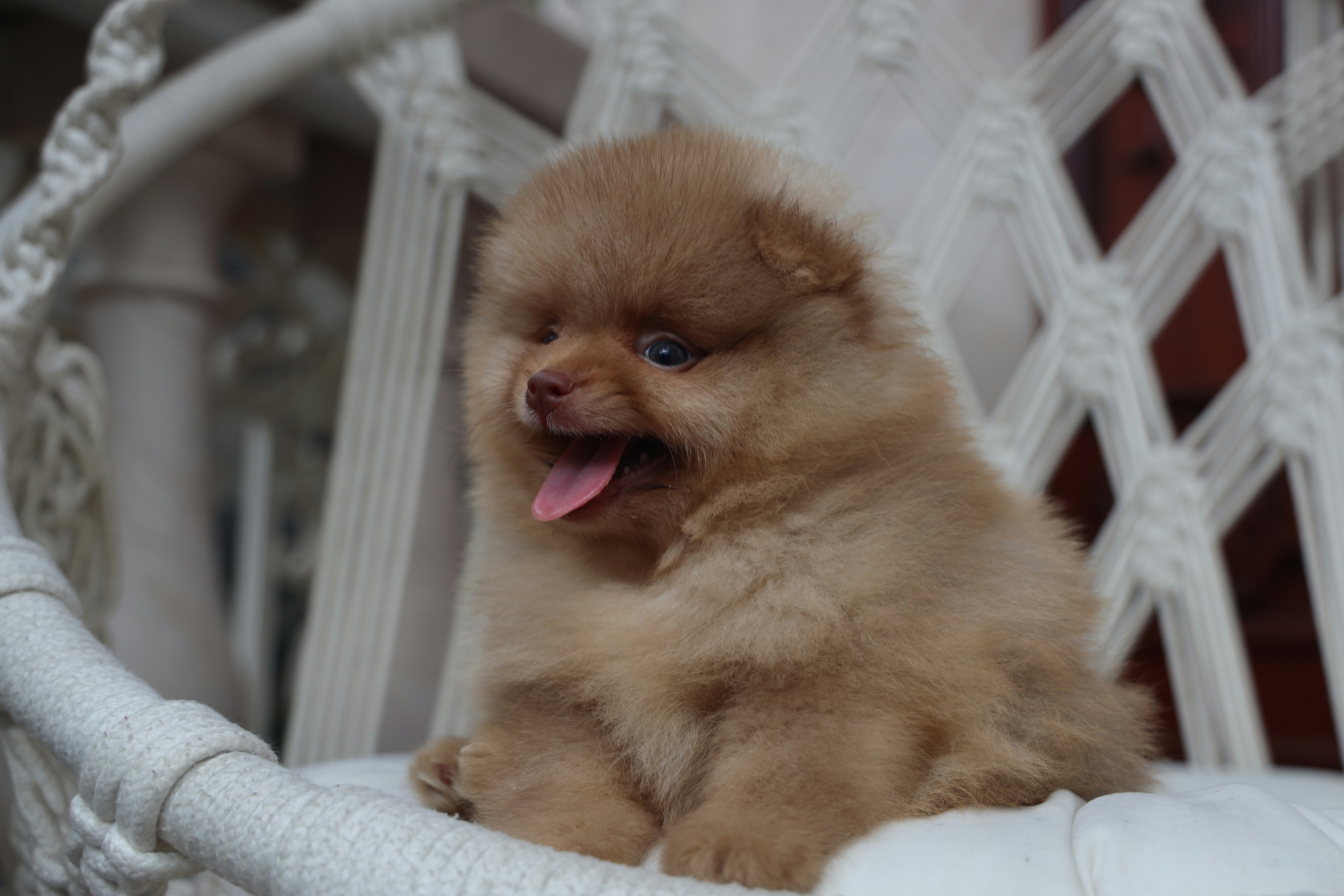 Whimsical Whiskers: A Pomeranian's Playful Moment