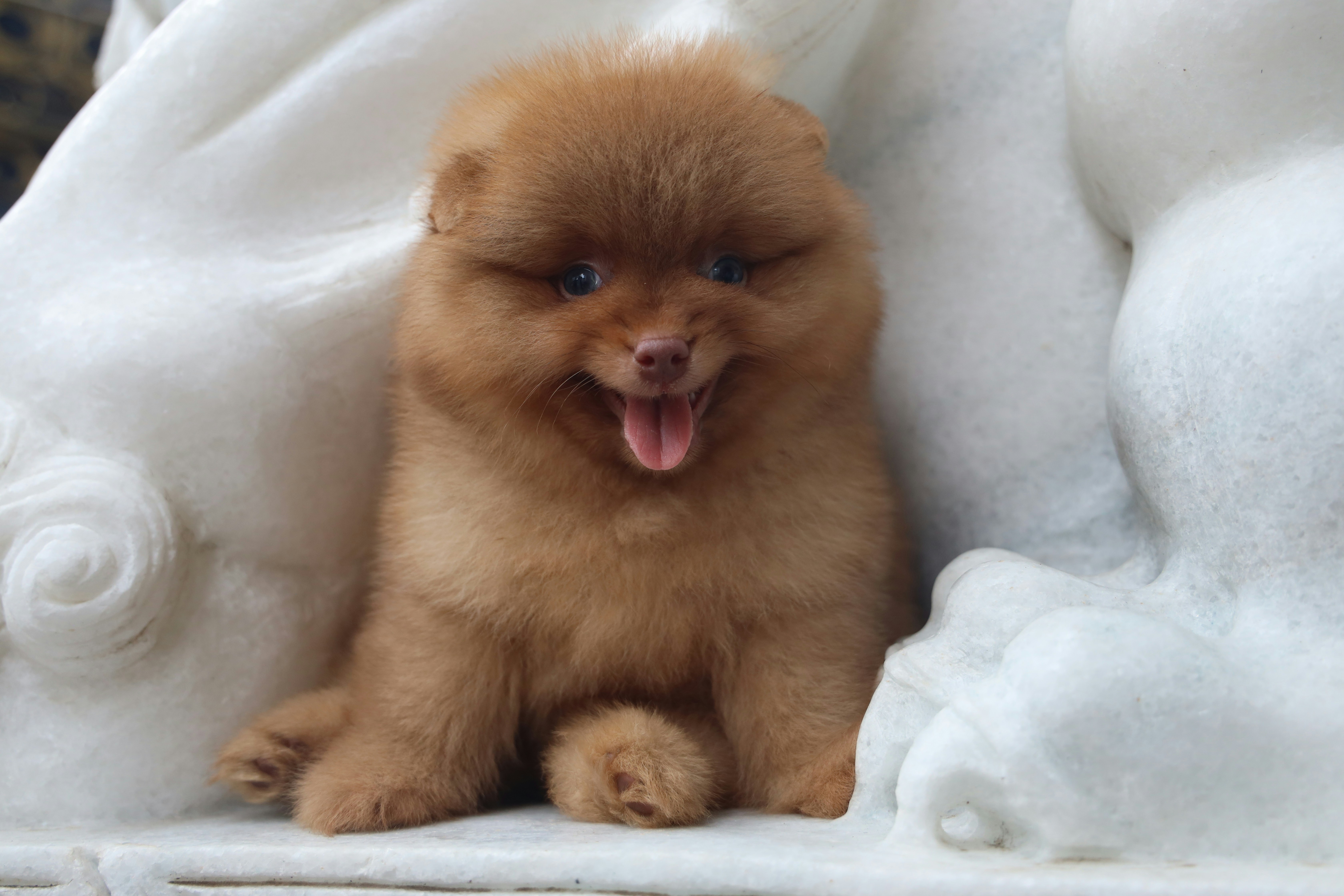 Whimsical Charm of a Pomeranian Pup