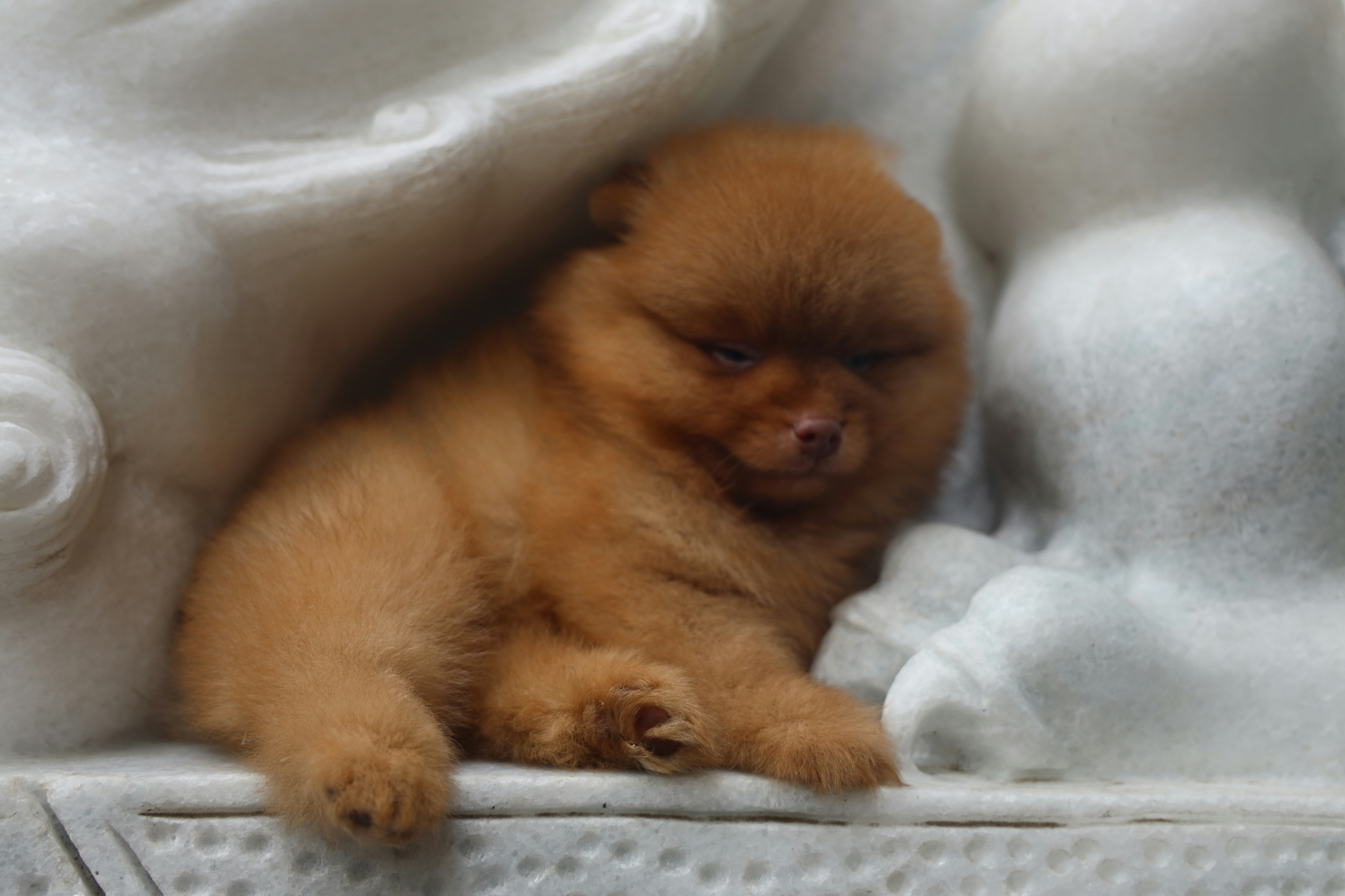 Fluffy Pomeranian puppy nestled comfortably against soft, textured backdrop. The pup appears relaxed and at ease.