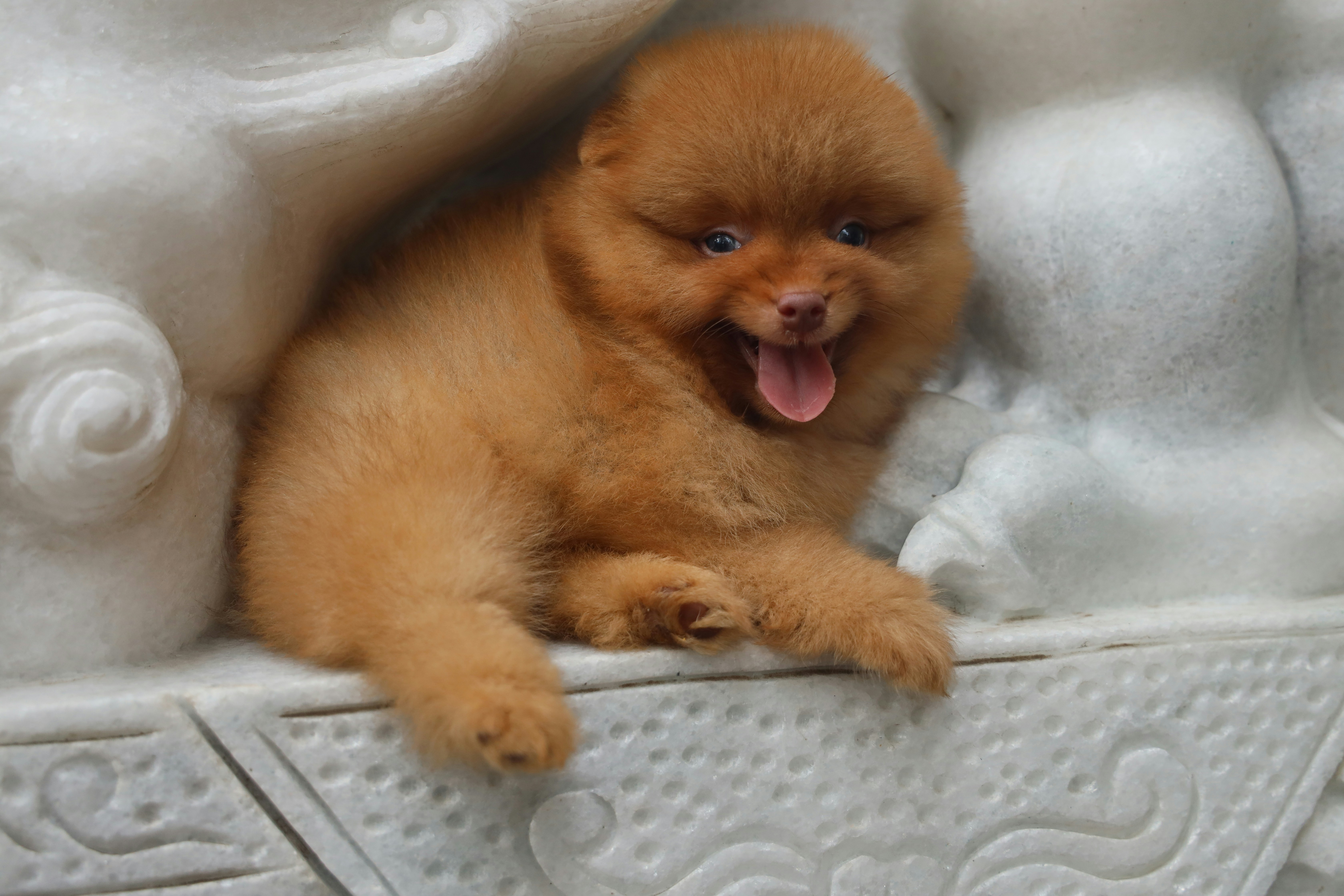 Khám phá toàn diện giống Phốc Sóc cho gia đình bận rộn 🧡 Đọc bài tổng quan: http://champetsfamily.com/blog/pomeranian/giong-cho-phoc-soc/ Hotline/Zalo: 0911079086 | A fluffy orange pomeranian puppy with its tongue out.
