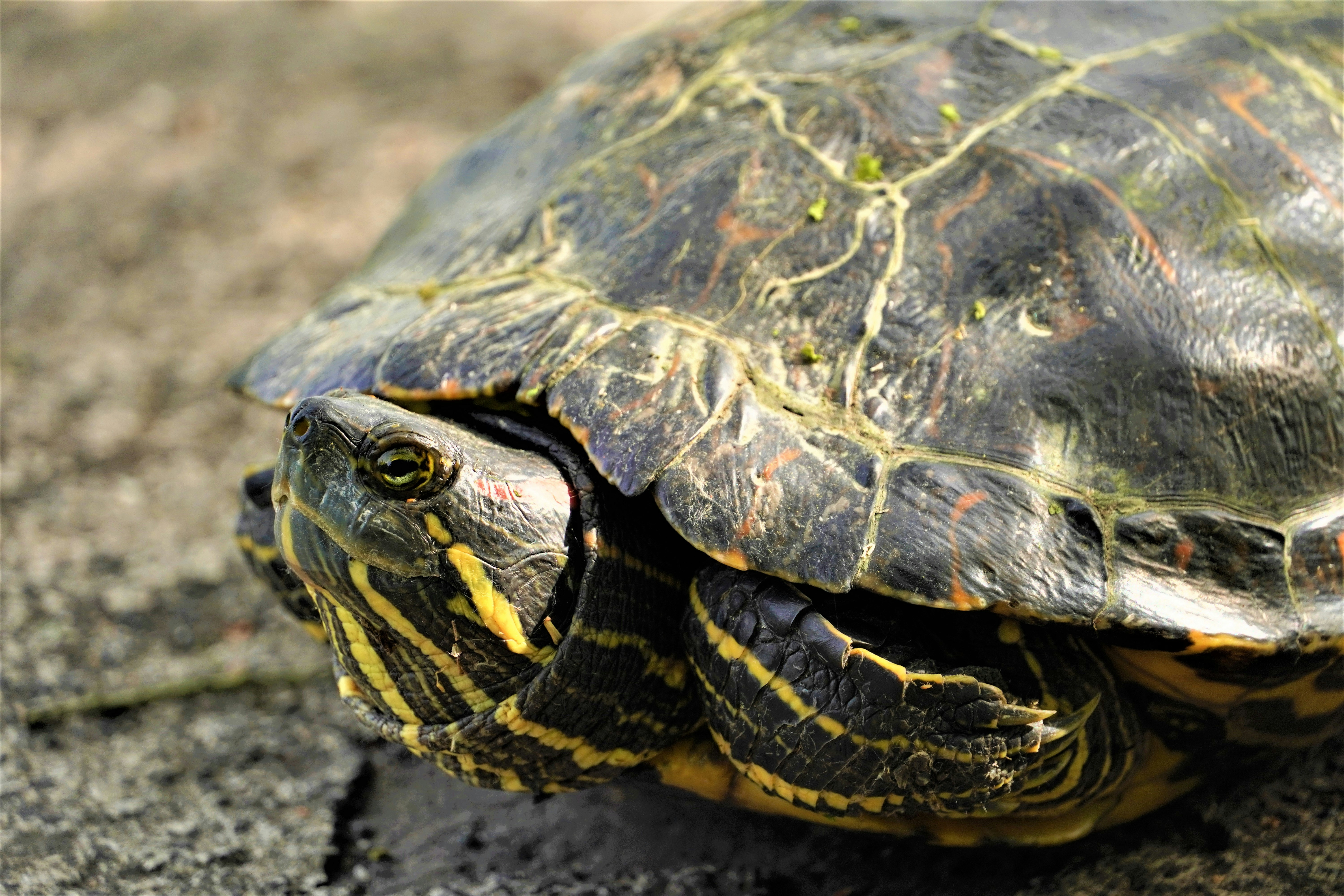 Rotwangenschmuckschildkröte Sony Alpha 6400 | A close-up of a turtle's head and shell.