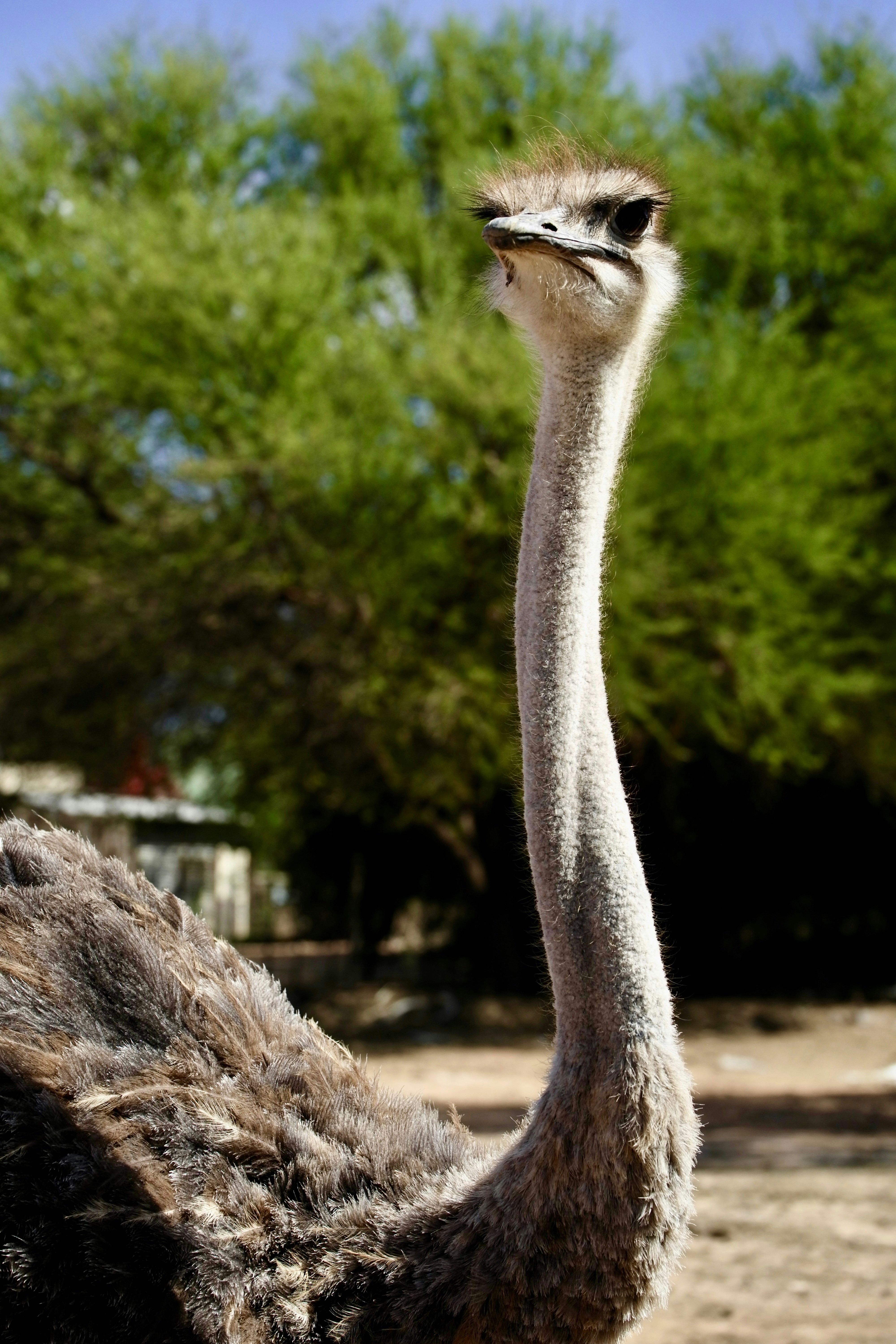 Eyelashes of ostrich from Oudtshoorn which is the ostrich capital of the world. Safari Ostrich Show Farm, Cape Town, South Africa | An ostrich stands tall against a green, leafy background.