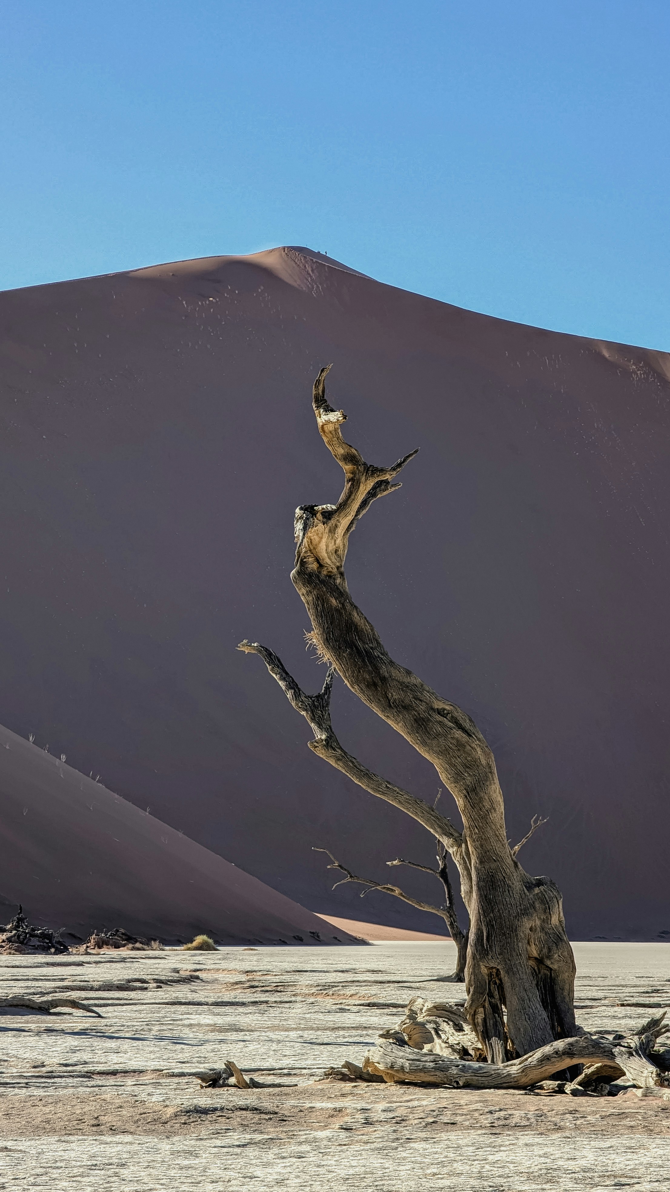 A lone tree in Deadvlei stands before Big Daddy dune. The pale clay ground and dry wood contrast with the soft pastel tones of the dune behind, where two tiny figures appear at the summit. | Dead tree in a desert landscape with sand dunes.