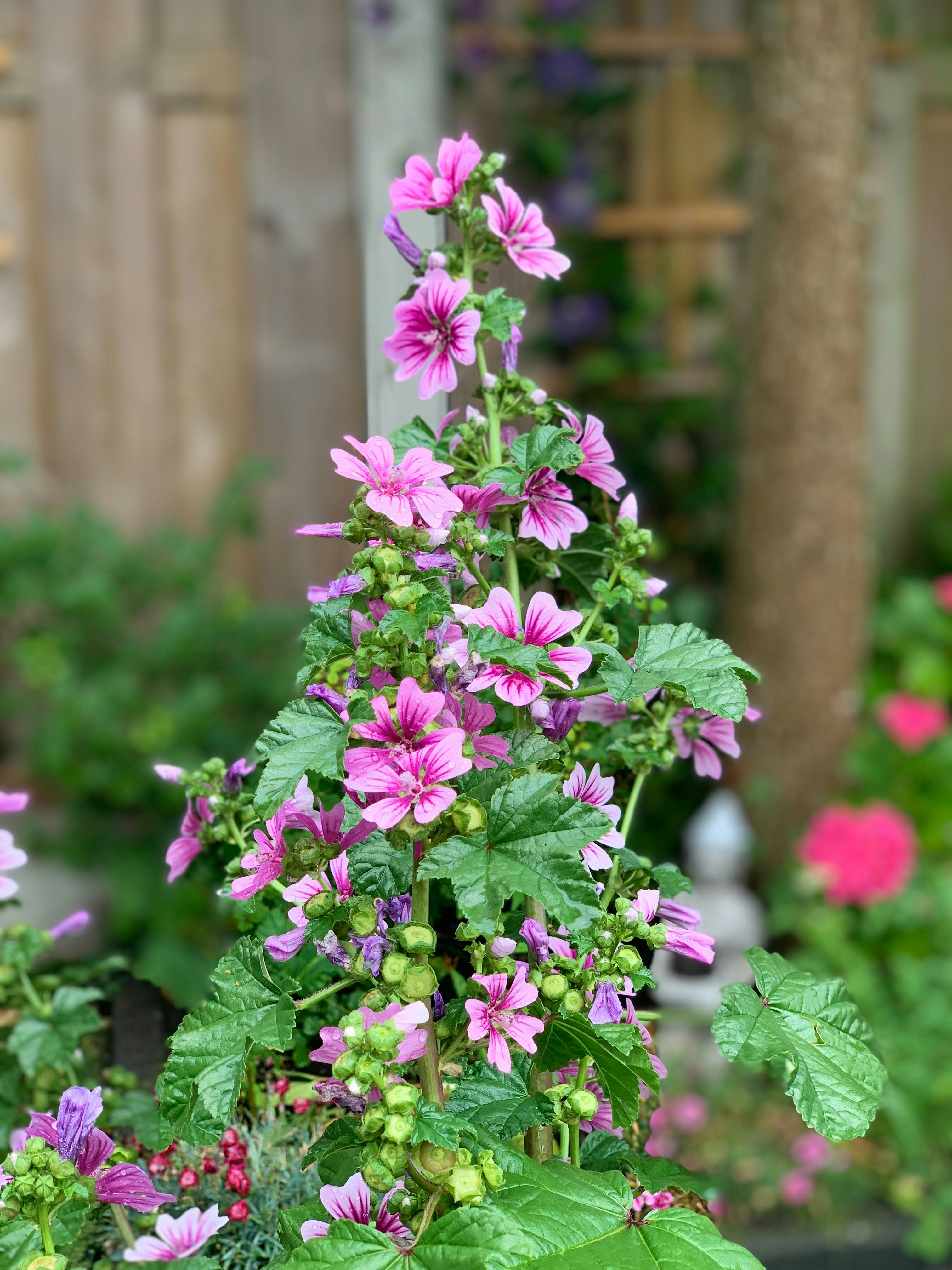 Floral Symphony: A Dance of Pink Petals