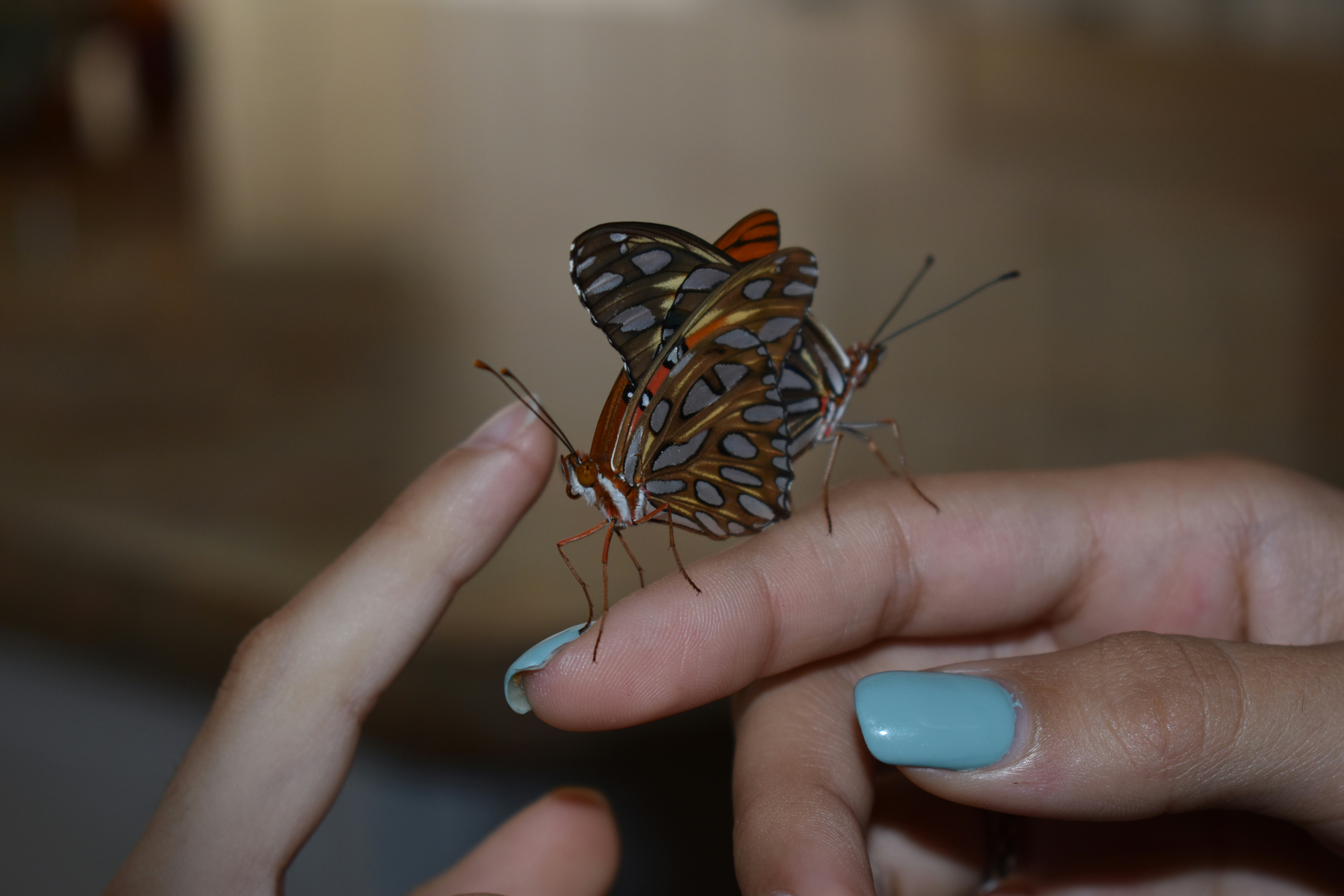 Delicate Encounter: A Butterfly's Touch
