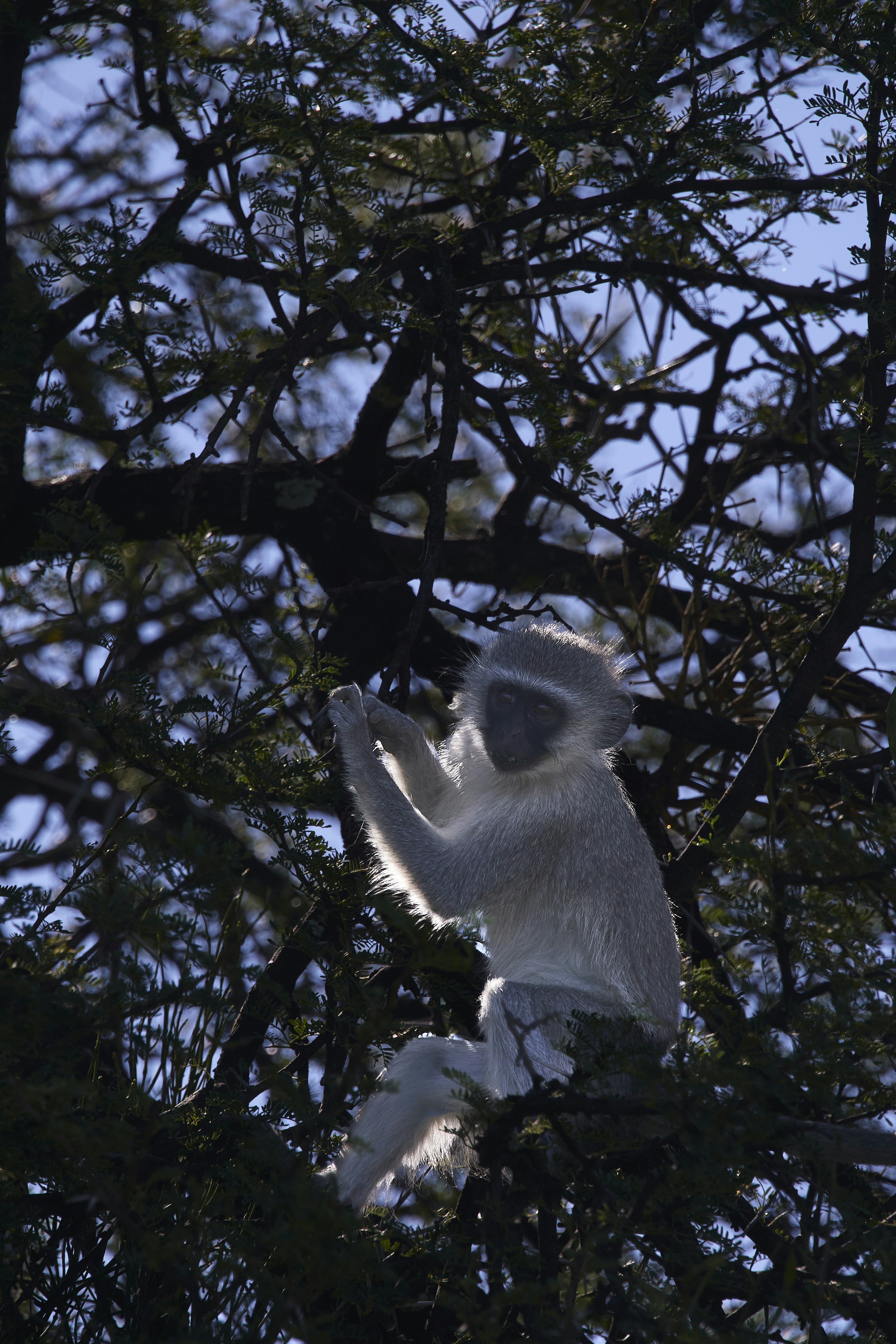 Silent Observer in the Canopy