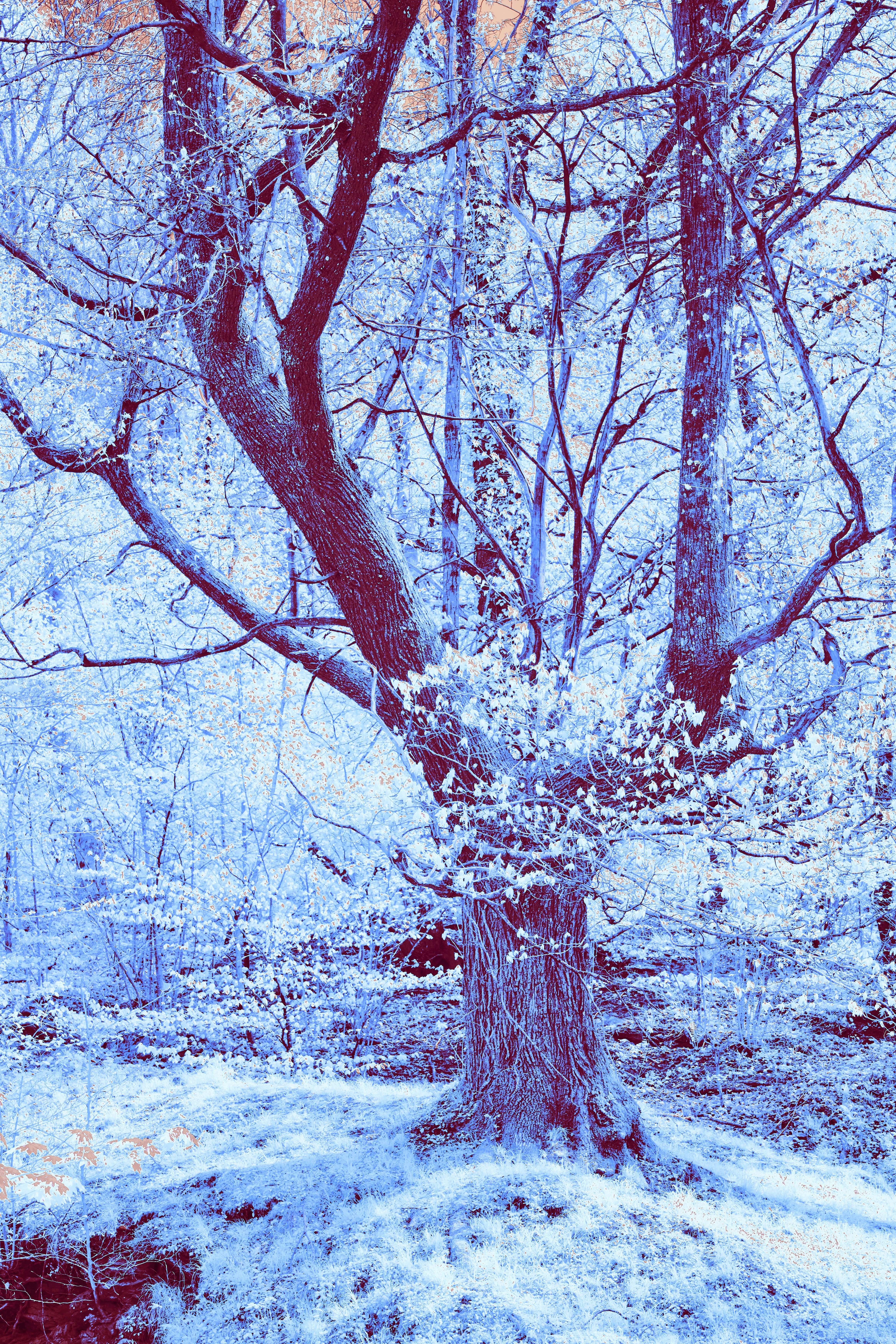 A majestic tree stands at the center of a frosty landscape, surrounded by ethereal blue hues and delicate foliage. The scene evokes a serene, otherworldly atmosphere.